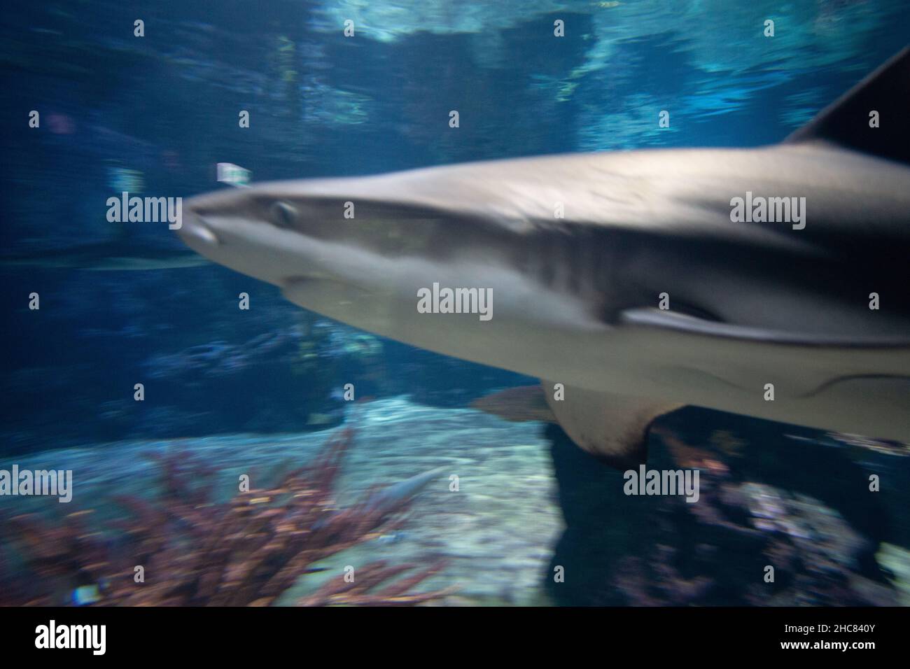 Beautiful shark hi-res stock photography and images - Alamy
