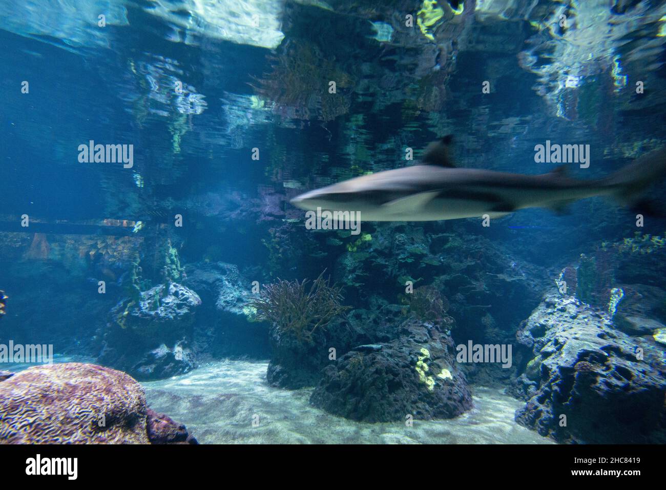 Beautiful shark hi-res stock photography and images - Alamy