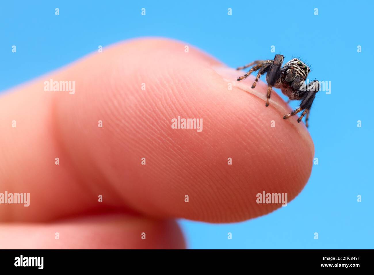 Jumping spider, Evarcha arcuata male, photographed on finger to show ...
