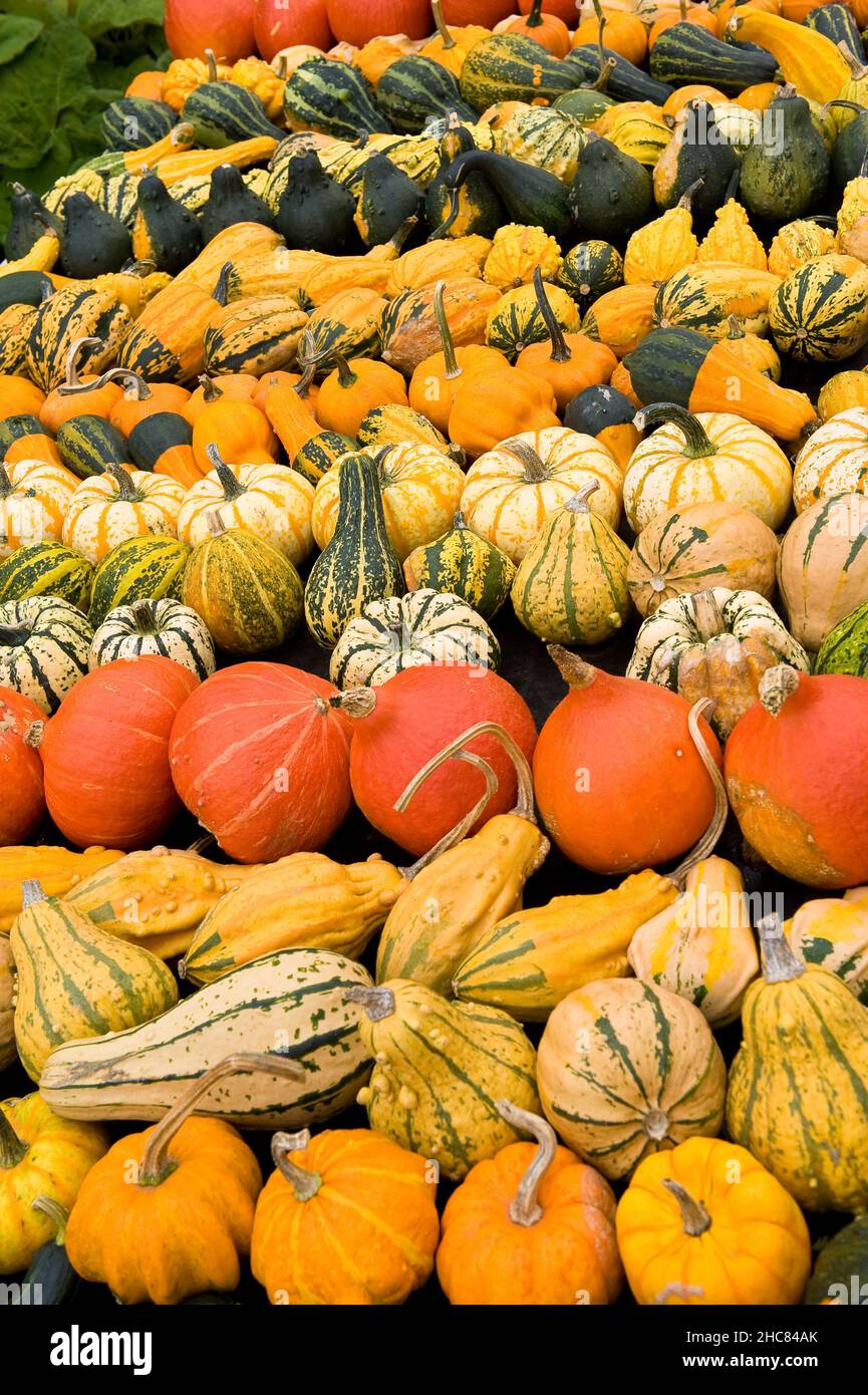 Different types of pumpkins Stock Photo - Alamy