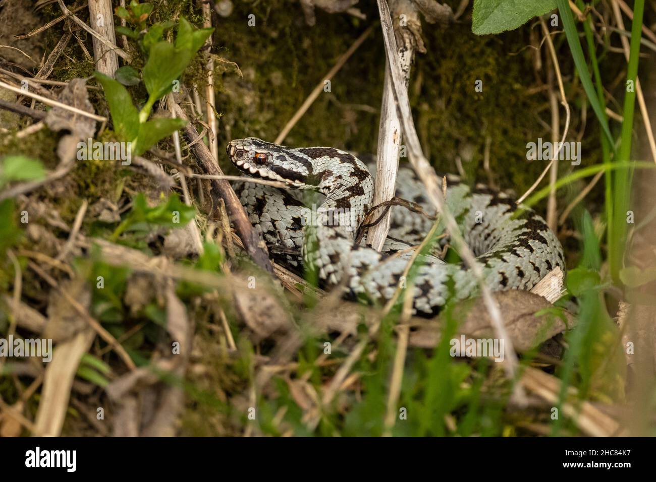 Snakes of the fauna of europe hi-res stock photography and images - Alamy