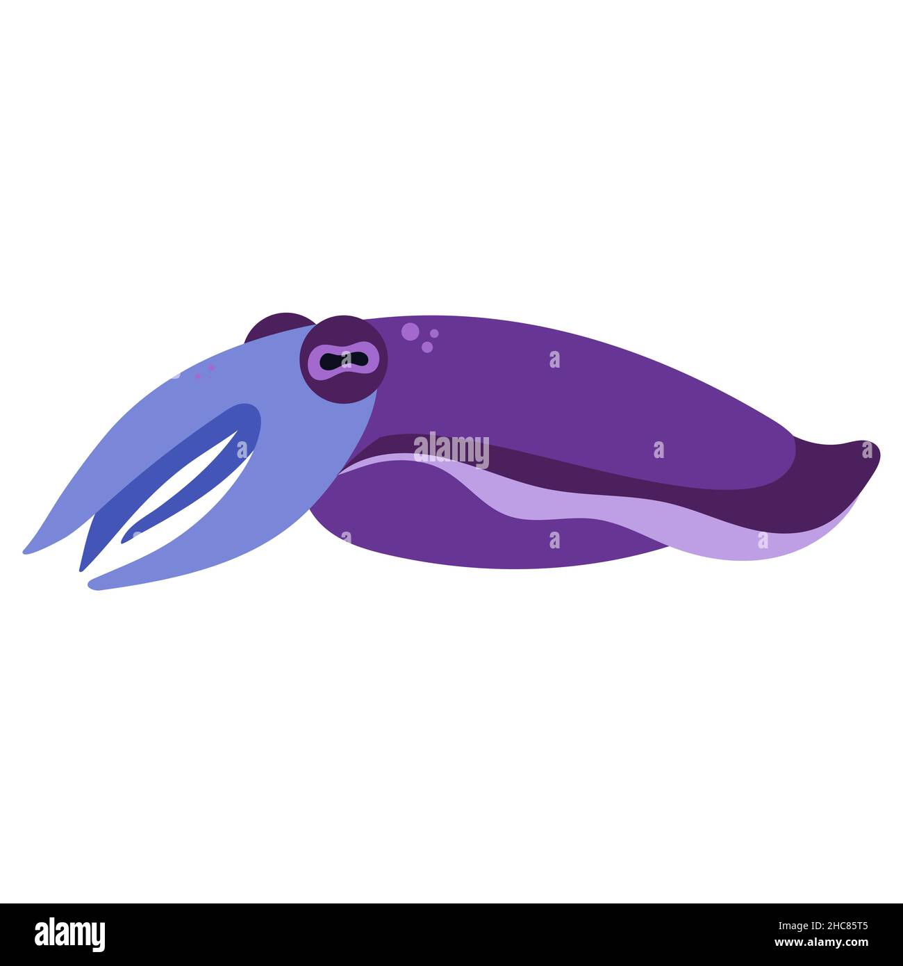 Cuttlefish illustration Cut Out Stock Images & Pictures - Alamy