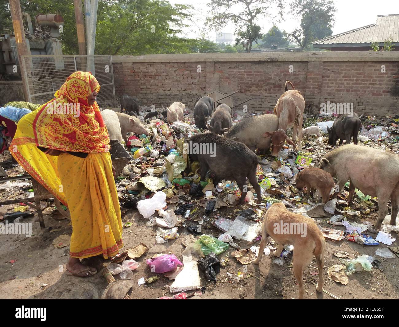 Pigs in garbage hi-res stock photography and images - Alamy