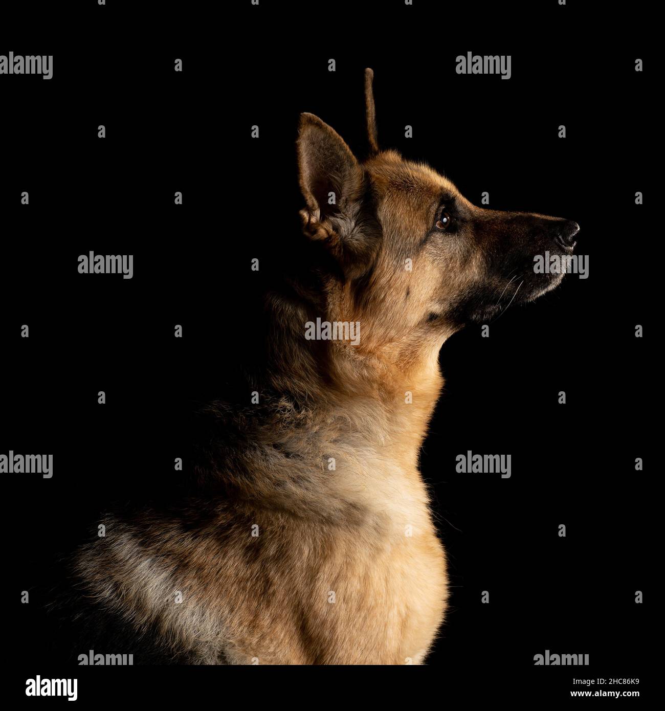 German Shepherd Alsatian side view, black background Stock Photo - Alamy