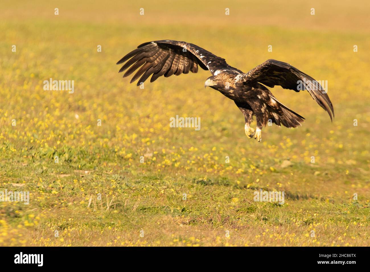 Flying iberian imperial eagle hi-res stock photography and images - Alamy