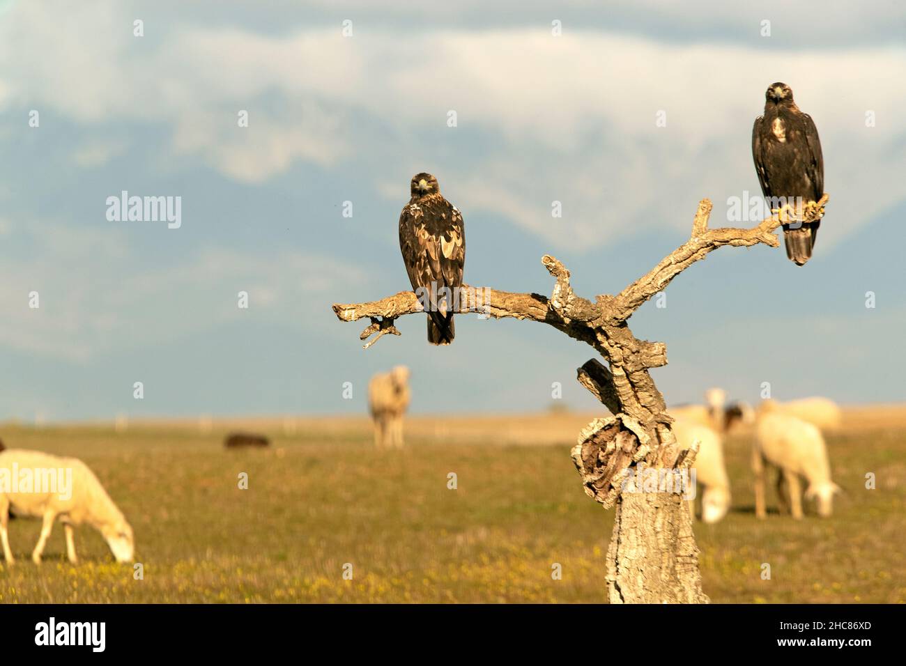 Five year old male and adult female Spanish imperial eagle in their ...