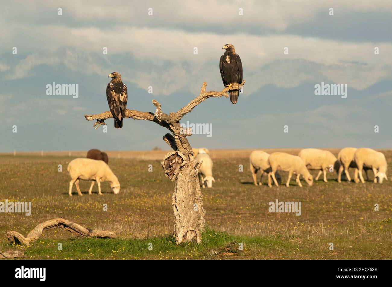 Five year old male and adult female Spanish imperial eagle in their ...