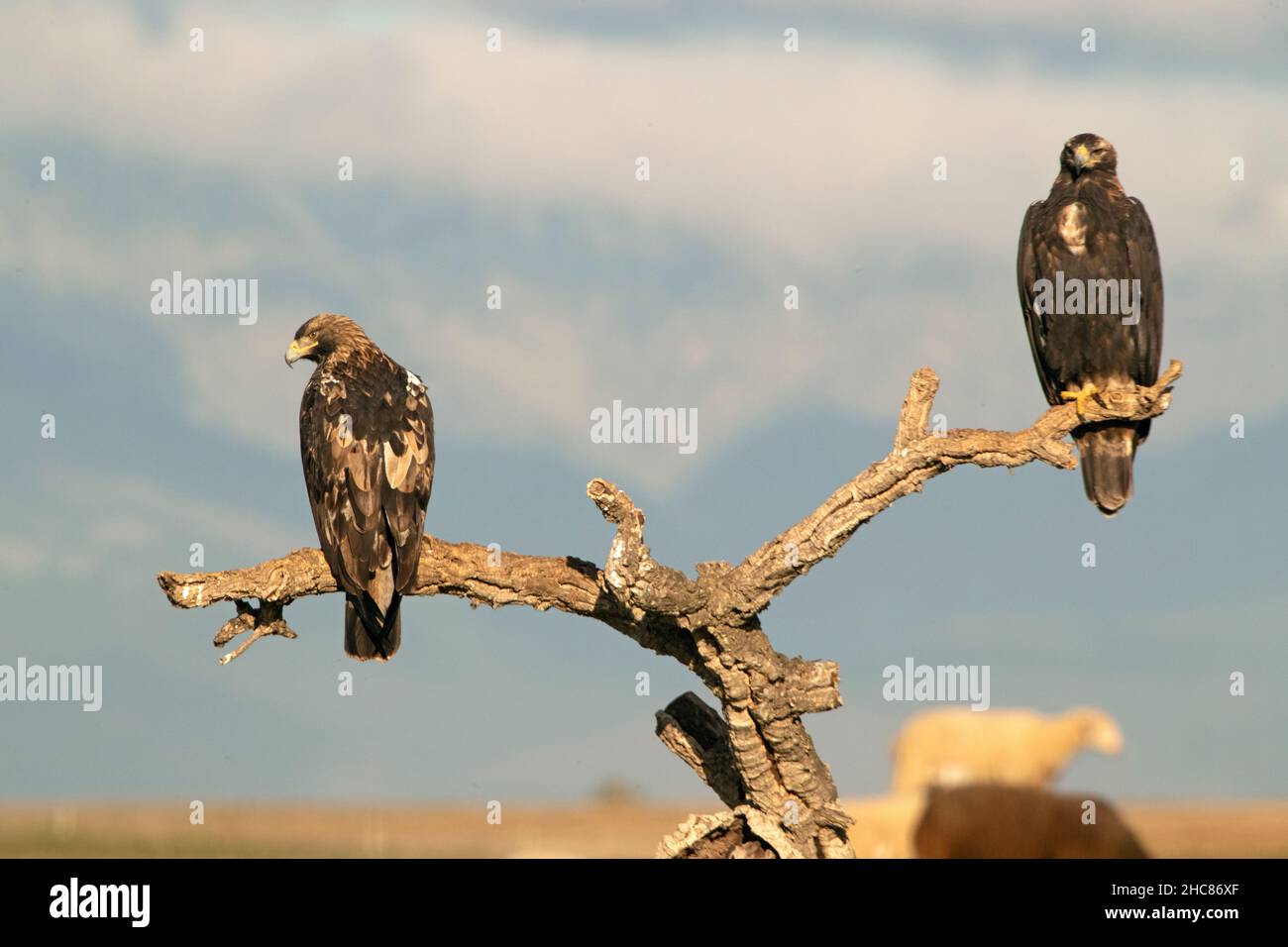 Five year old male and adult female Spanish imperial eagle in their ...