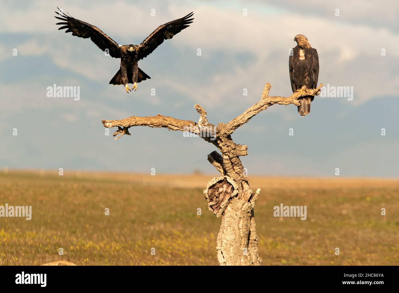Five year old male and adult female Spanish imperial eagle in their ...
