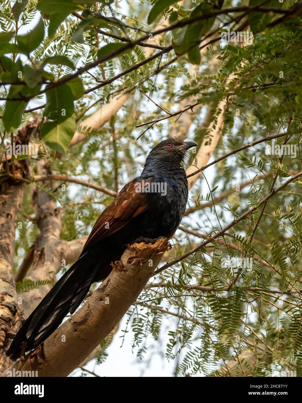 greater coucal or Centropus sinensis closeup perched on tree during ...