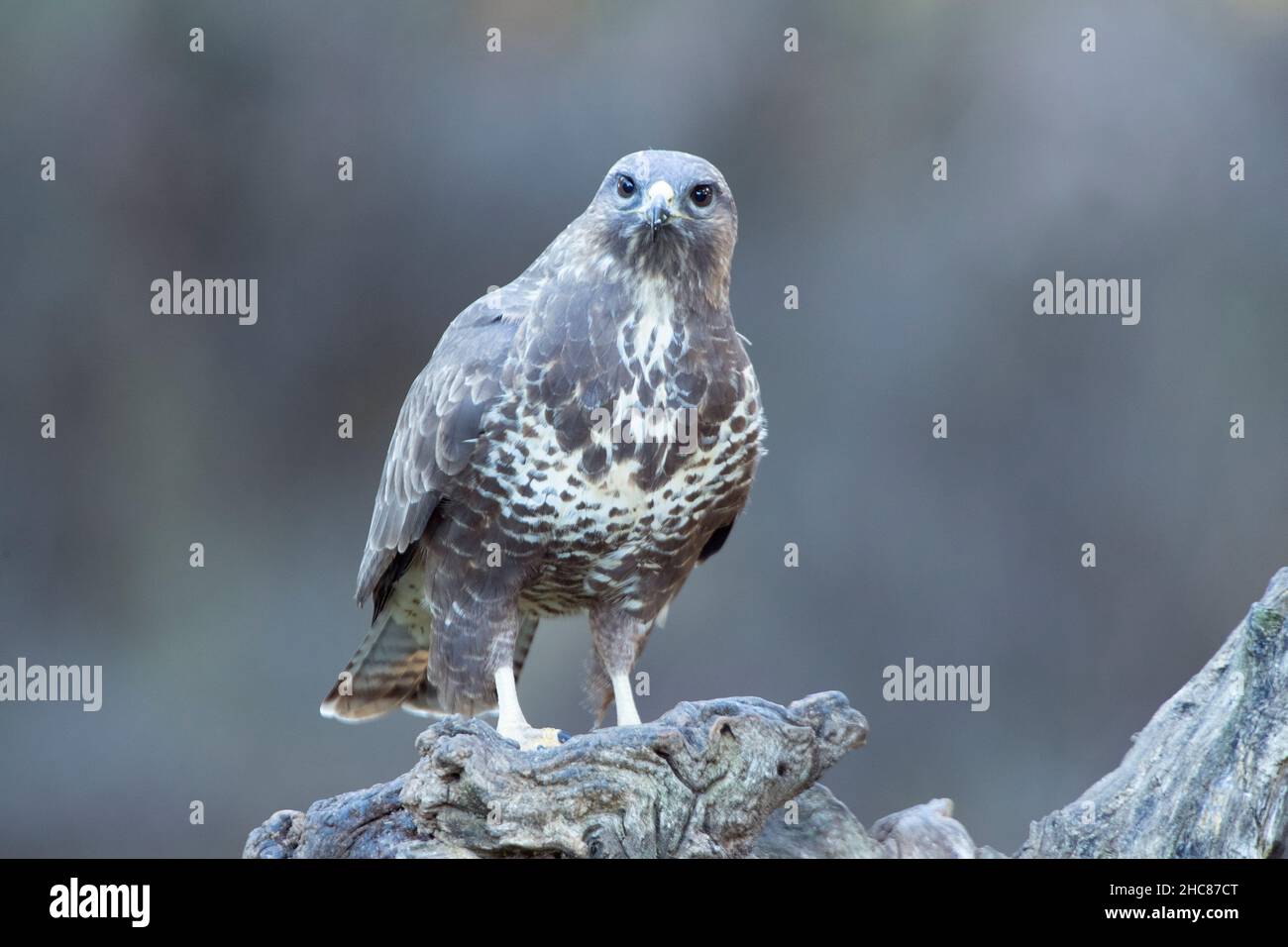 Common buzzard in a Mediterranean forest area of its territory with the ...