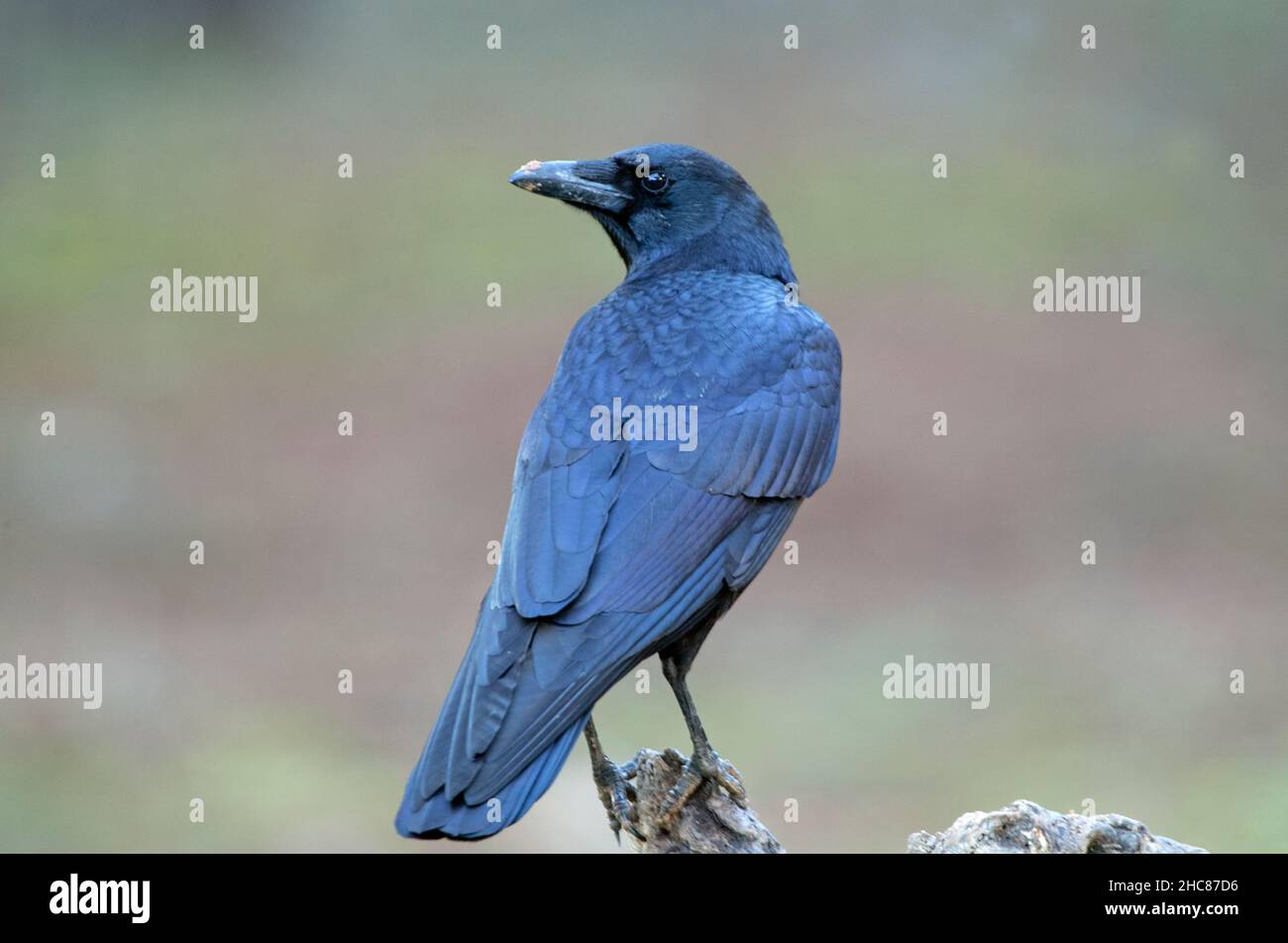Carrion crow with the last light of the day in a pine and oak forest ...