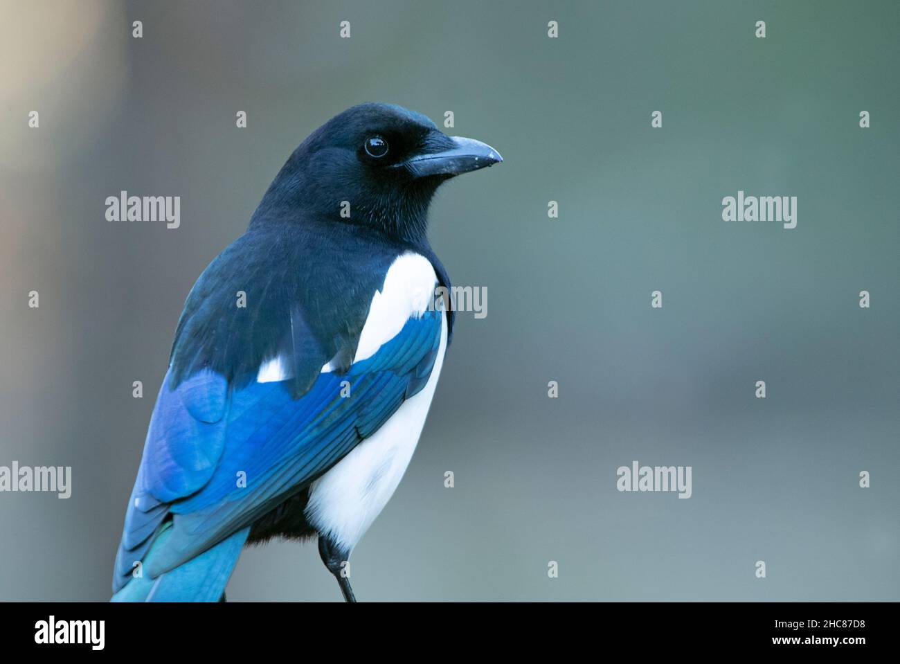 Common magpie with the last light of the day in a pine and oak forest ...