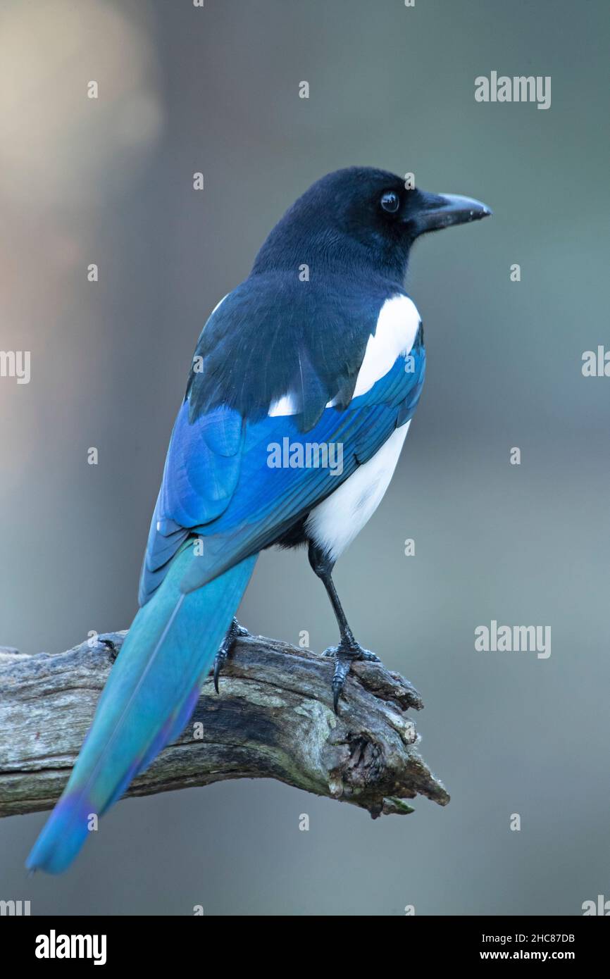 Common magpie with the last light of the day in a pine and oak forest ...