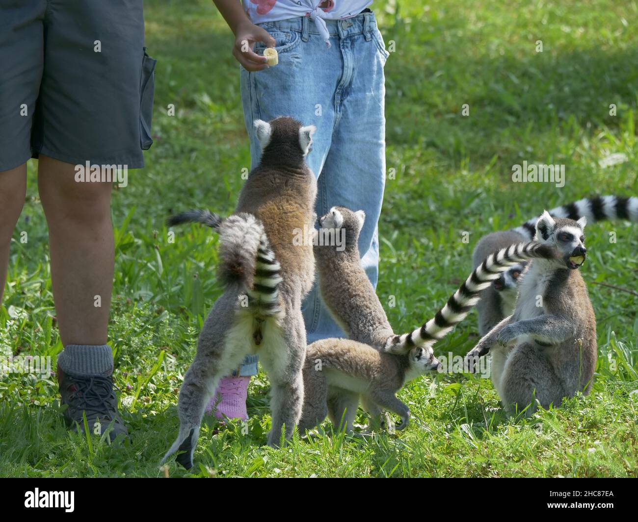 Lemur people hi-res stock photography and images - Alamy