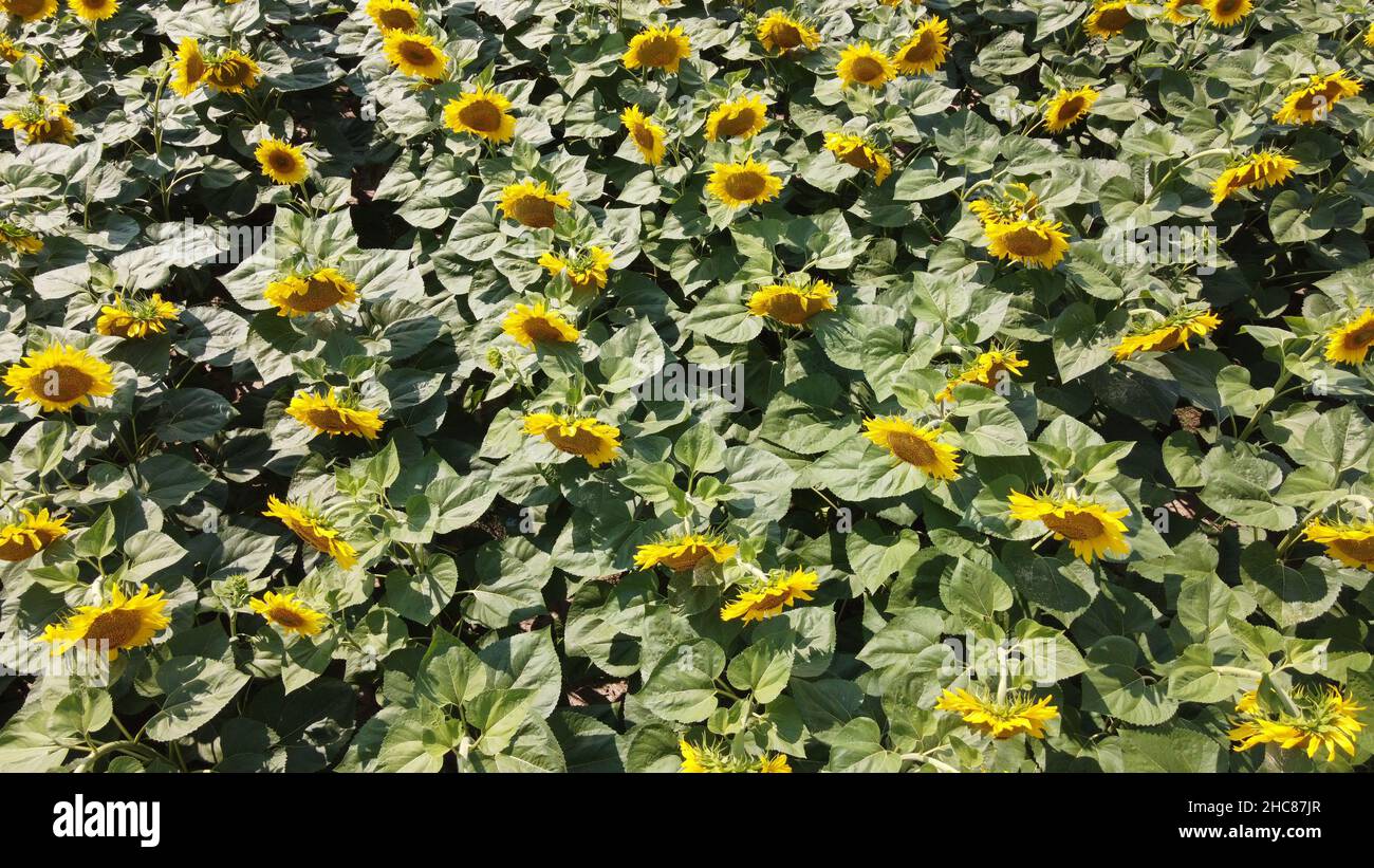 Sunflower flowers in the field, top view Stock Photo - Alamy