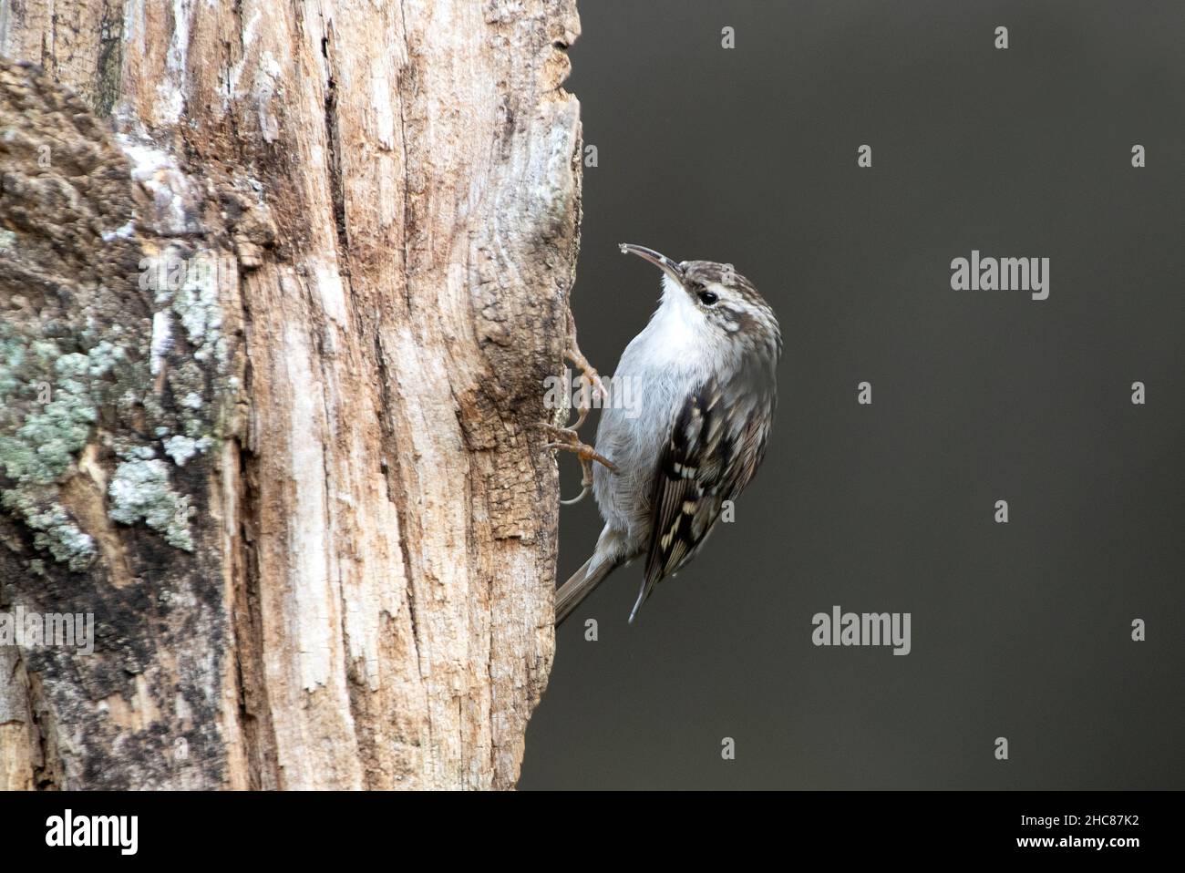 Short-toed treecreeper on an oak trunk with the last lights of day ...