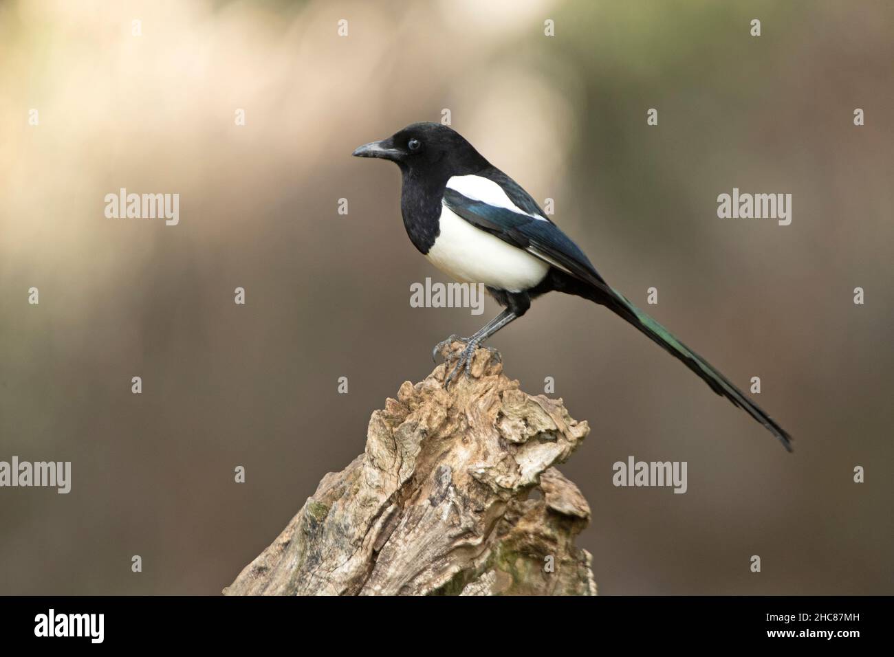Common magpie with the last light of the day in a pine and oak forest ...