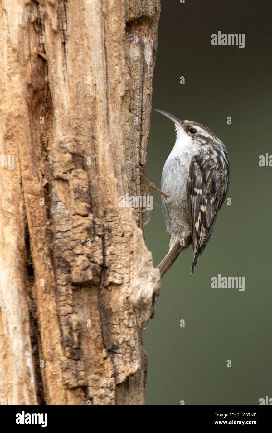 Short-toed treecreeper on an oak trunk with the last lights of day ...