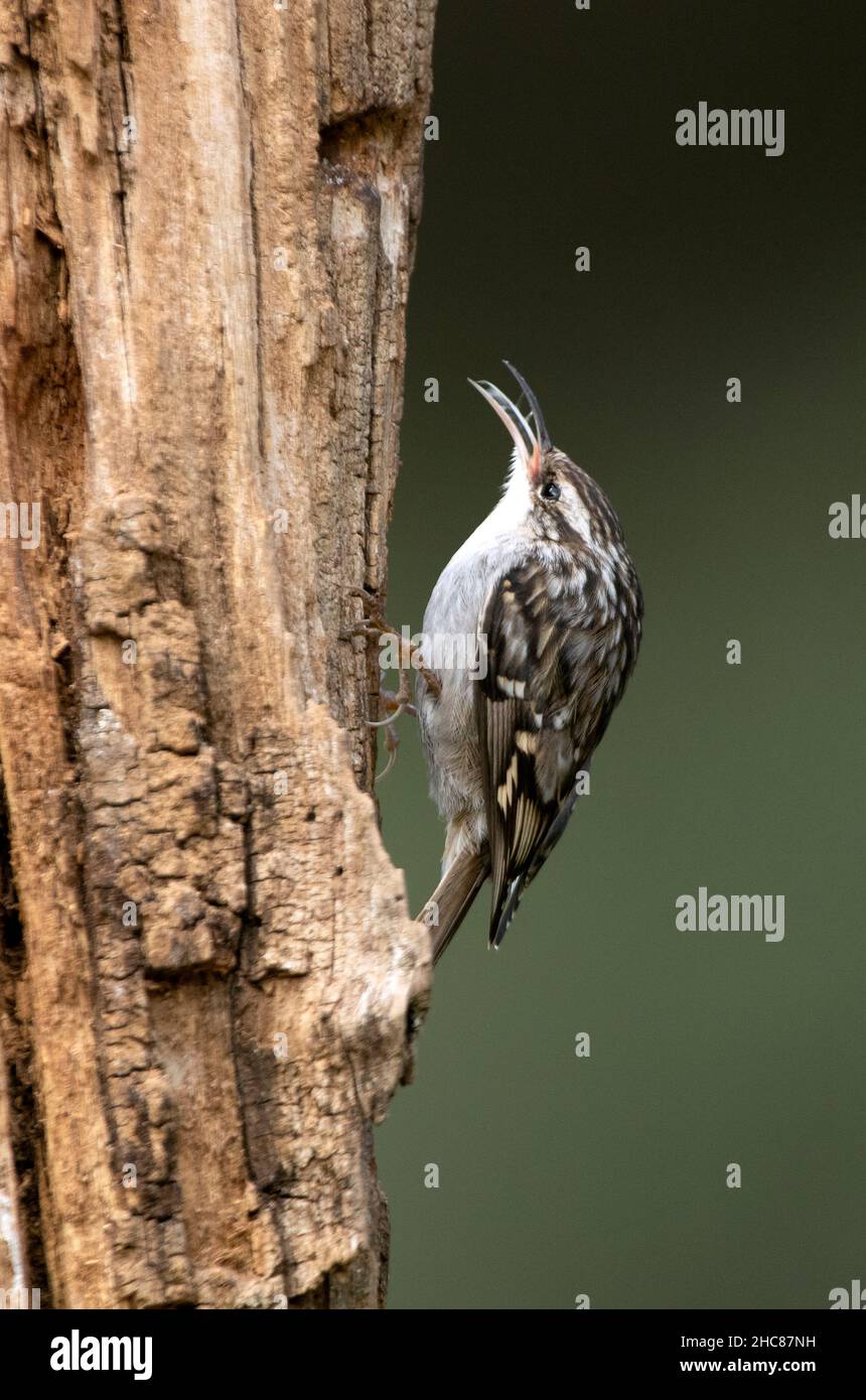 Short-toed treecreeper on an oak trunk with the last lights of day ...