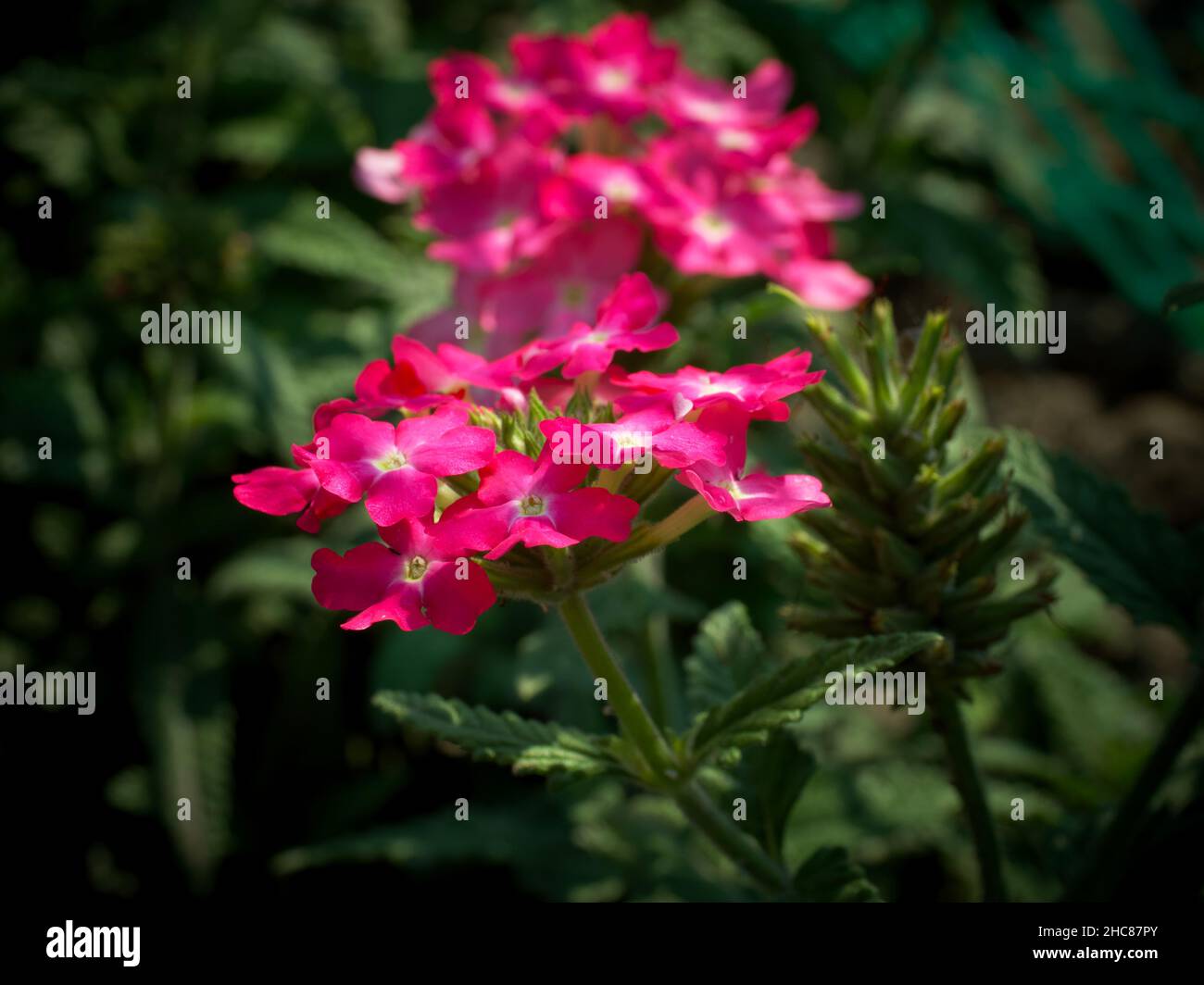 Verbena inflorescences hi-res stock photography and images - Alamy