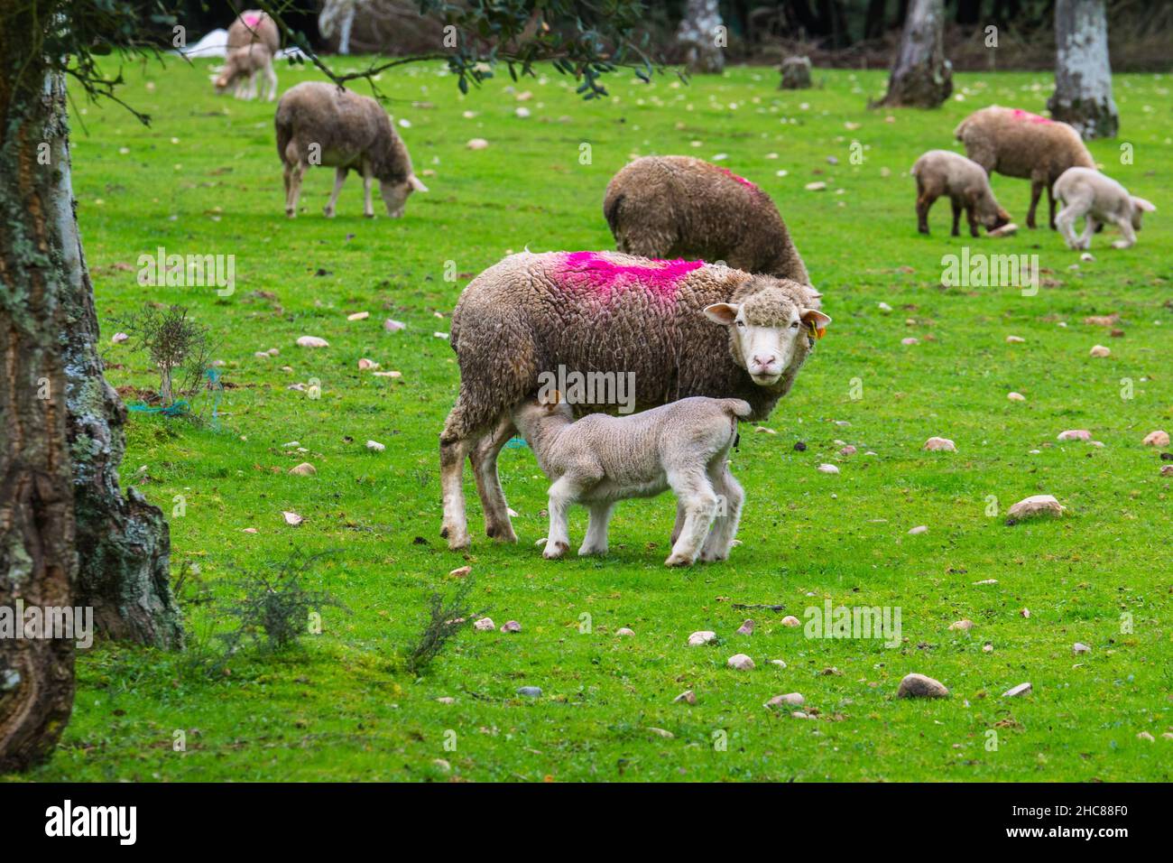 Scenery of a lamb drinking milk in a rural meadow Stock Photo - Alamy