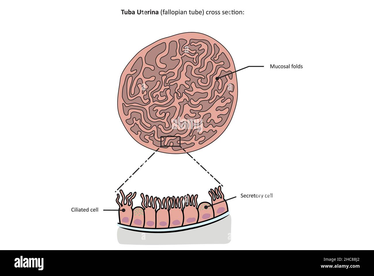Fallopian tube (tuba uterina) cross section, female reproductive ...