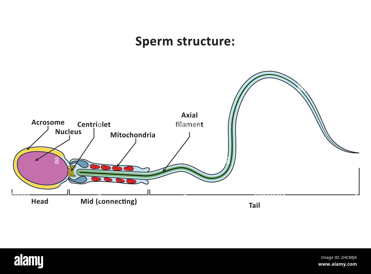 Structure of the sperm (spermatosoid) , male anatomy Stock Photo - Alamy