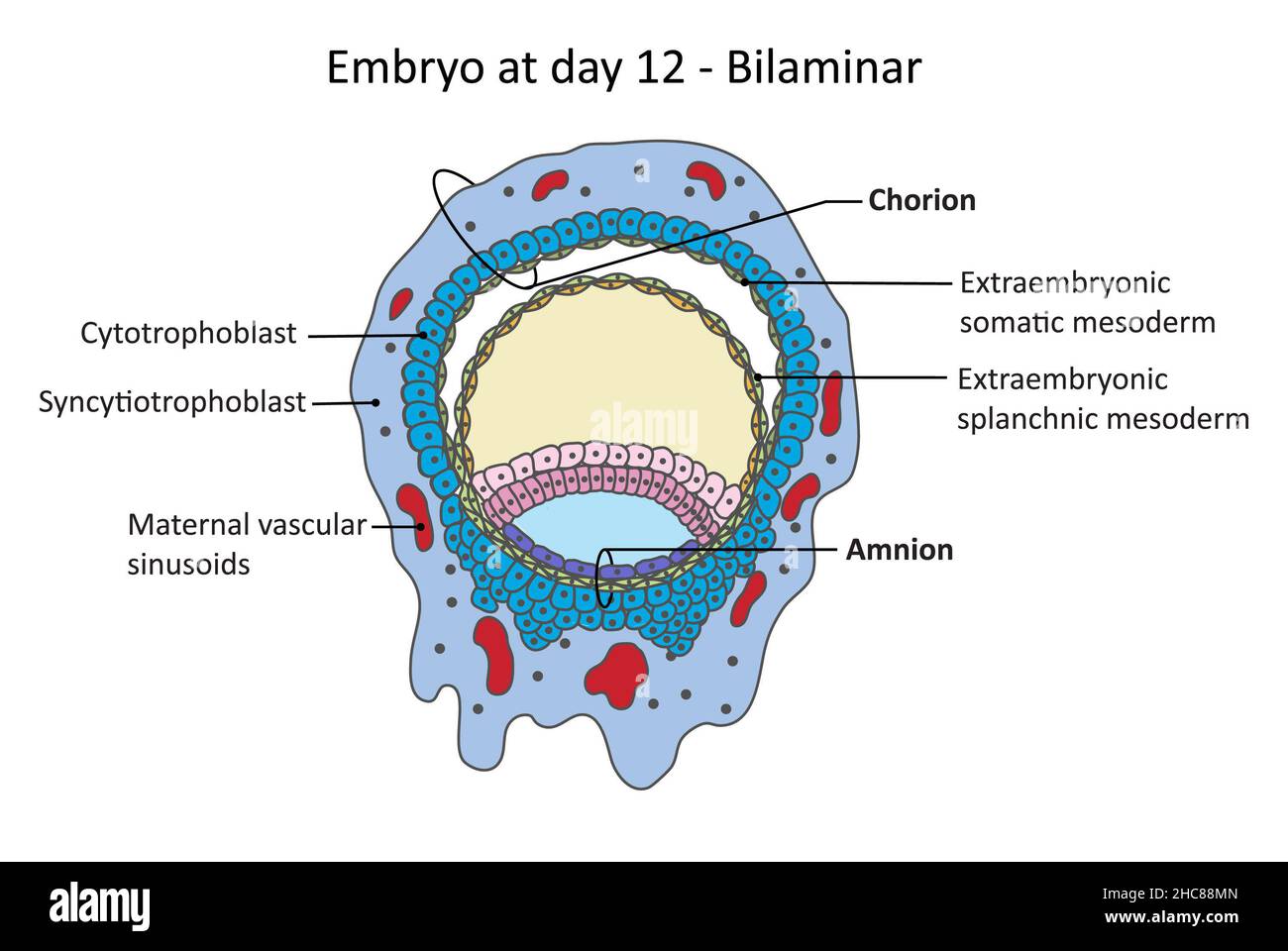 Amniotic structure hi-res stock photography and images - Alamy