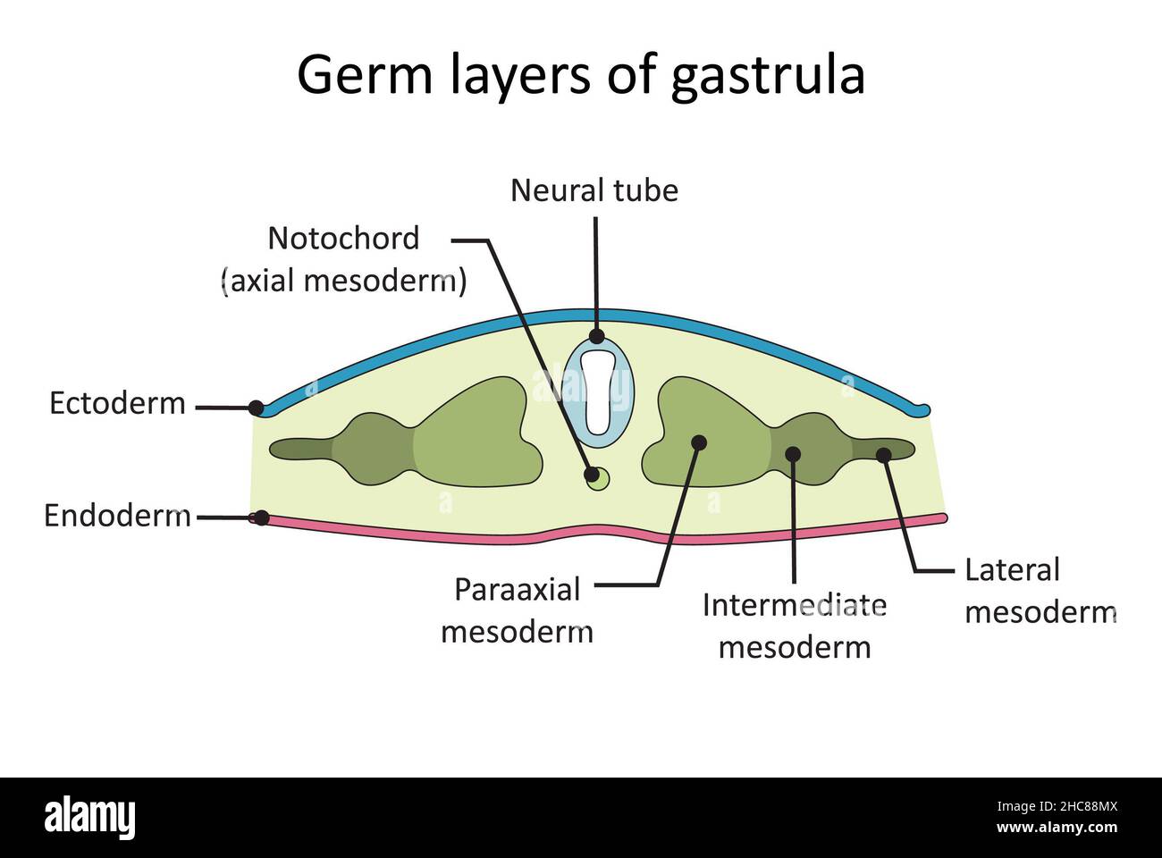 Gastrulation In Human Germ Layer | Definition, Primary Layers,