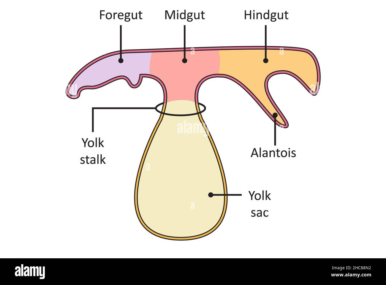 Primary gut, organogenesis, foregut, midgut, hindgut. Embryology Stock ...