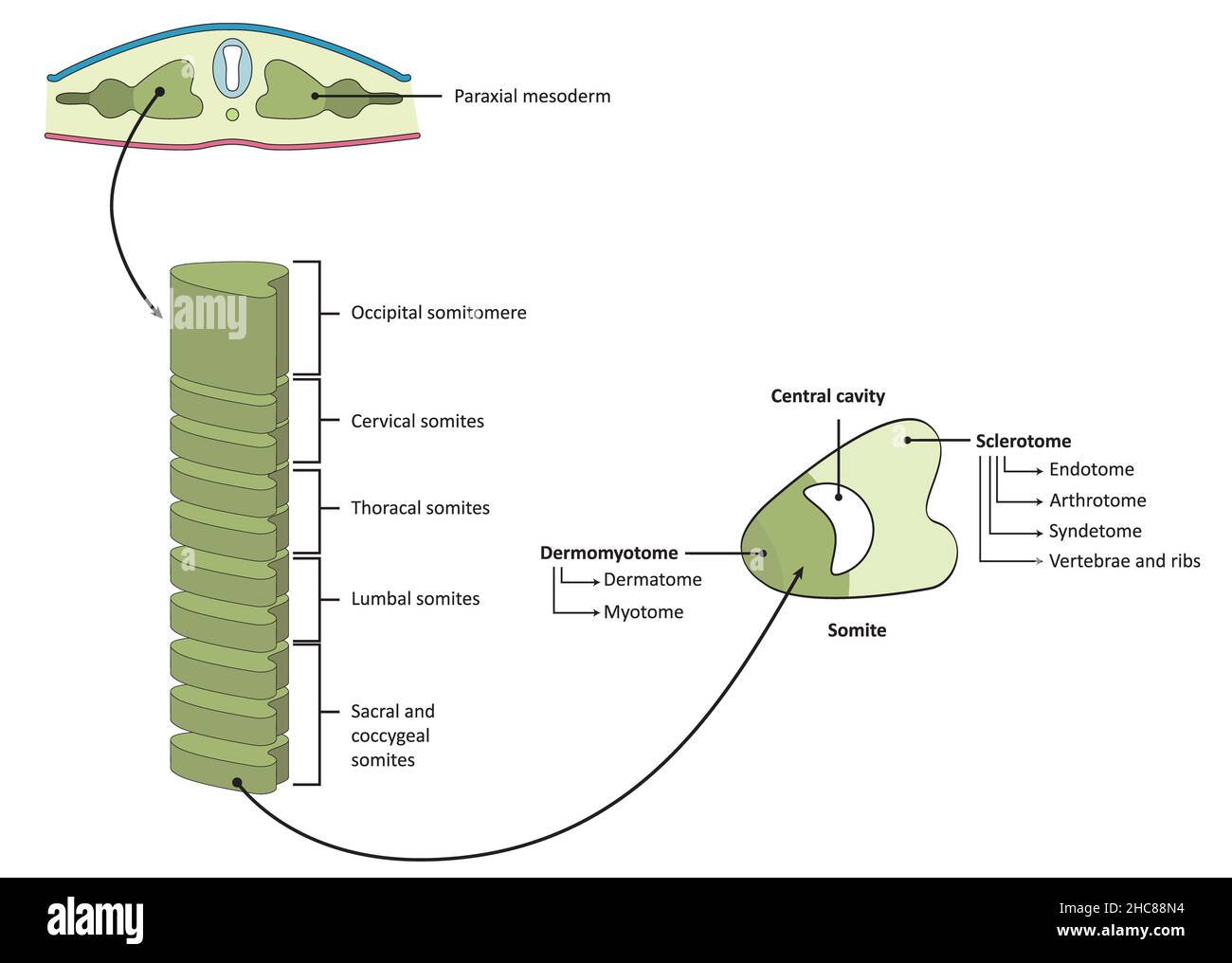 Embryonic muscle somites hi-res stock photography and images - Alamy