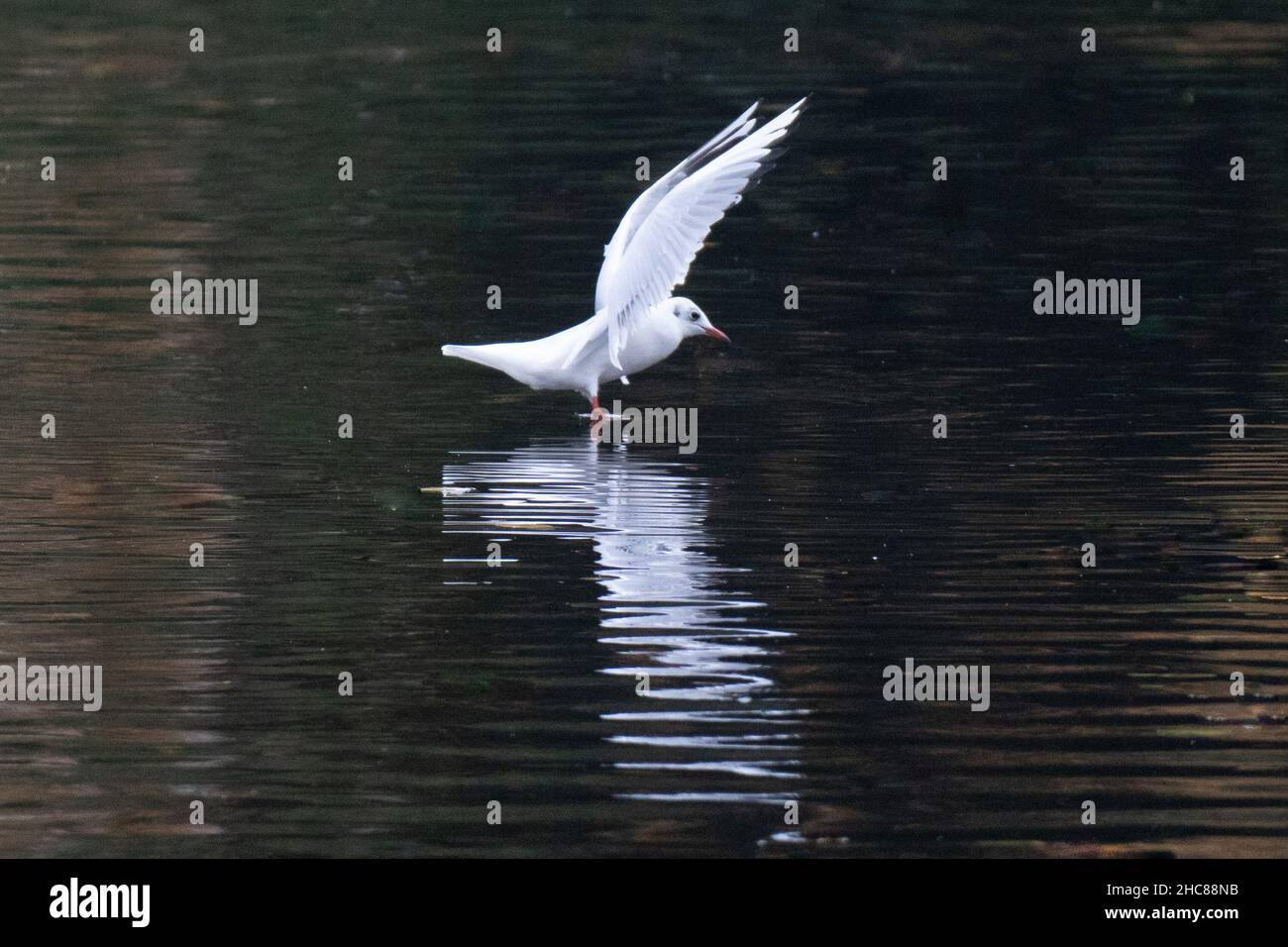 Flying upwards hi-res stock photography and images - Alamy