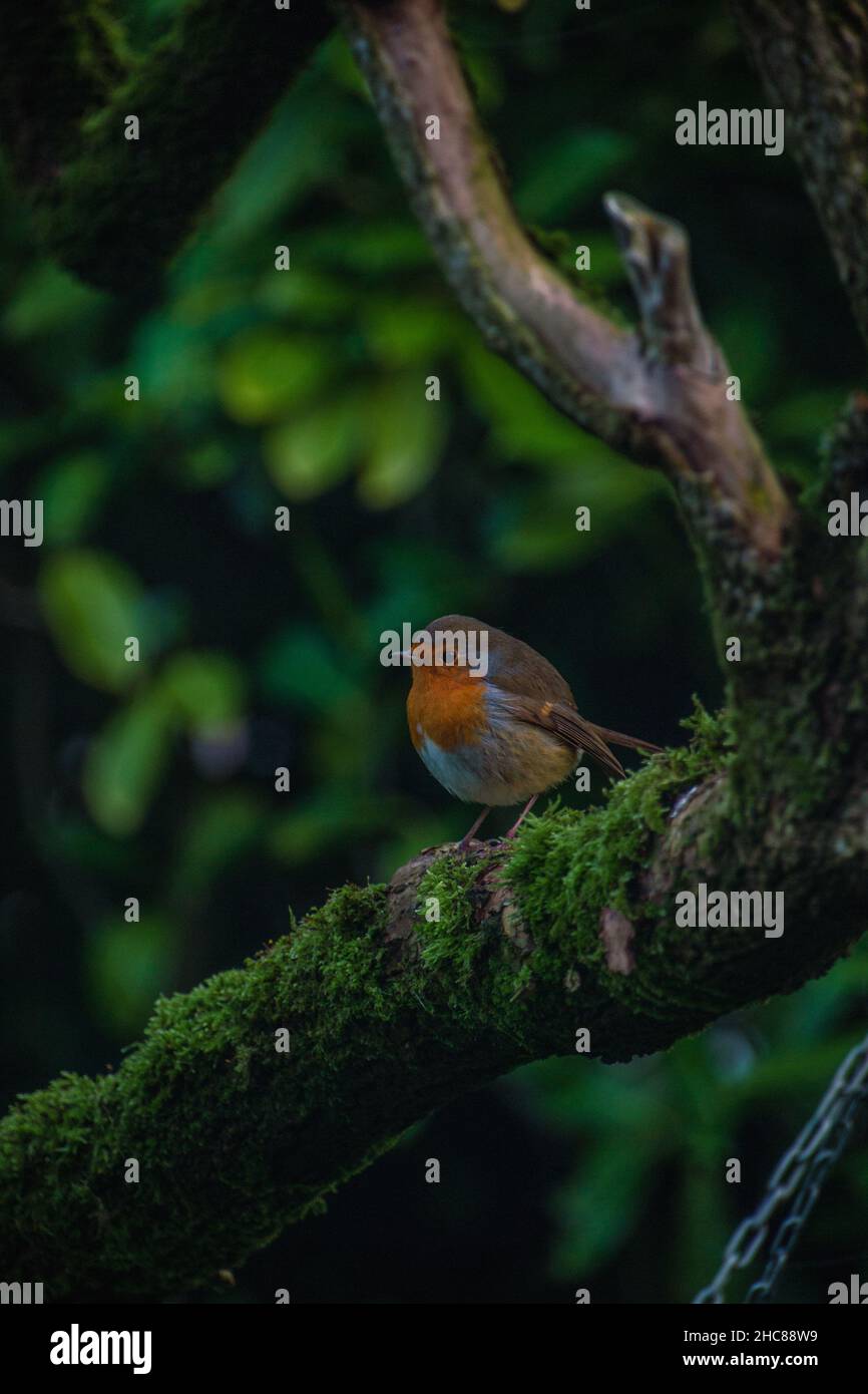 Female robin uk hi-res stock photography and images - Alamy