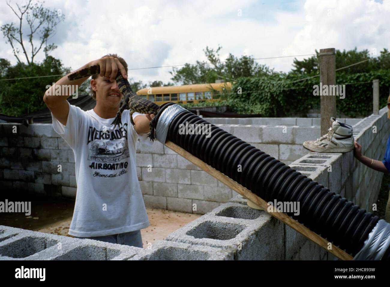 Young alligators being loaded into tubes for transport by road at ...