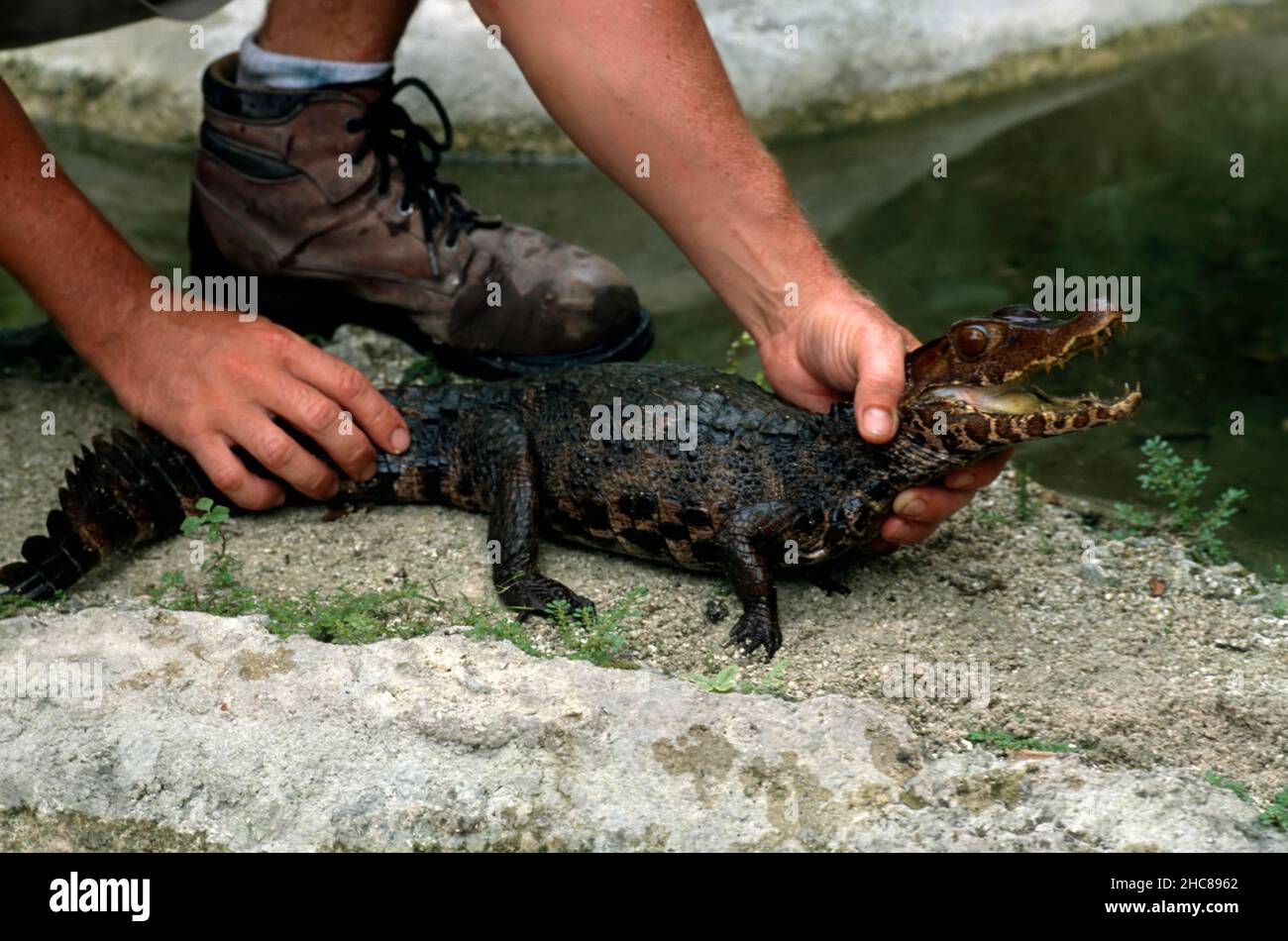 Common caiman (caiman crocodilus) in being held by keeper Stock Photo ...