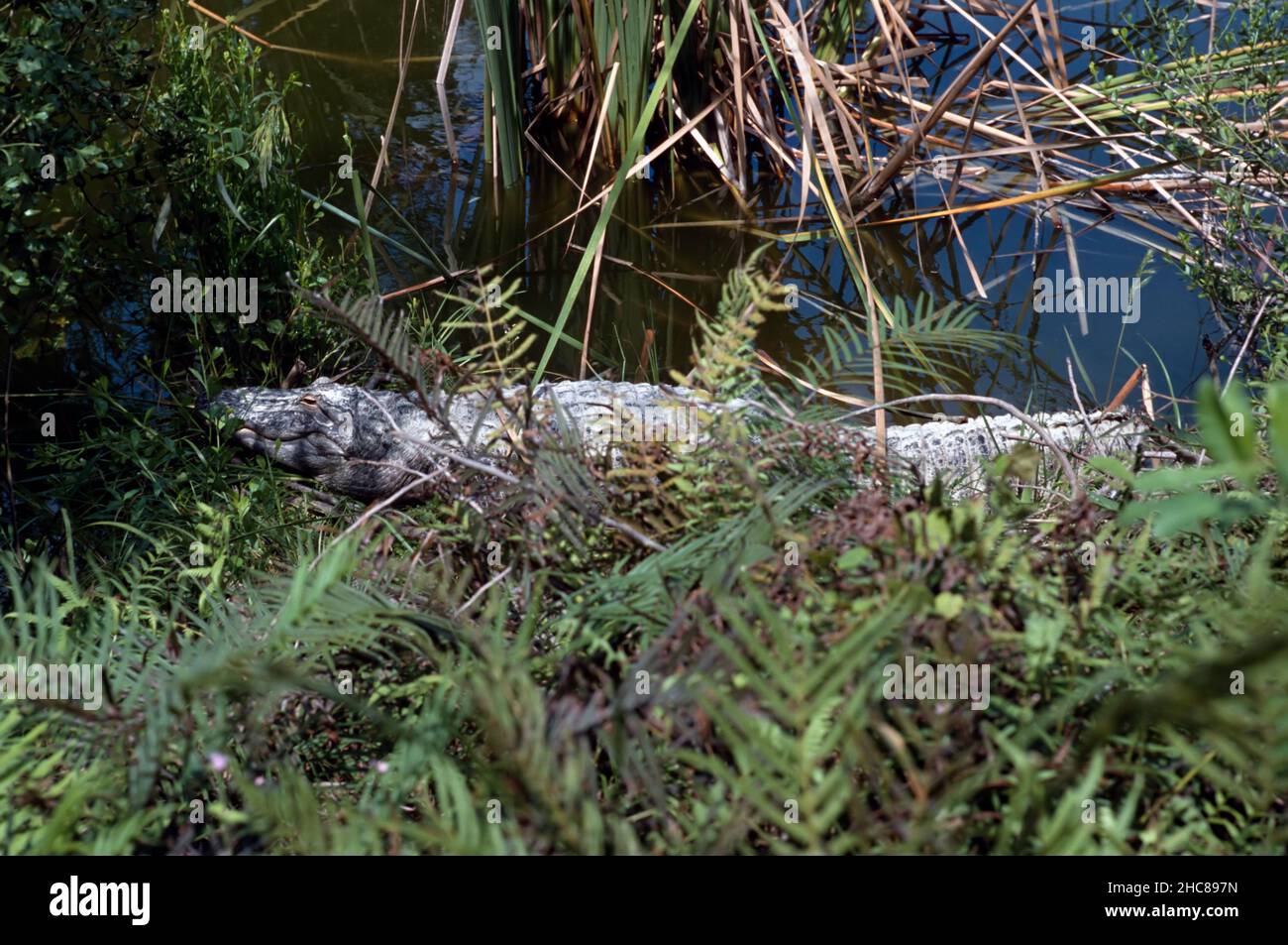 American alligator under water hi-res stock photography and images - Alamy