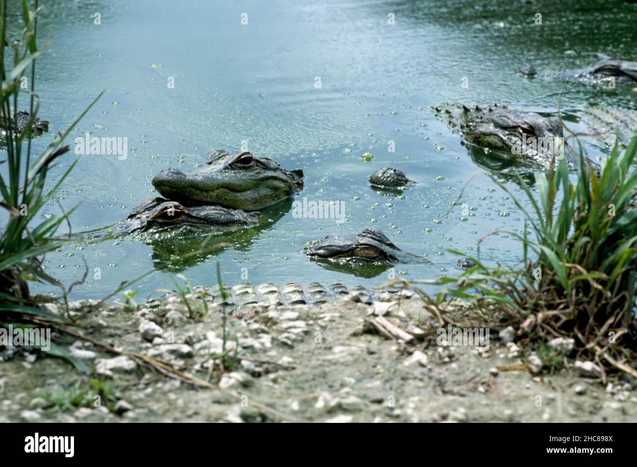 American alligators in group in water, hidden one by shore closs to ...