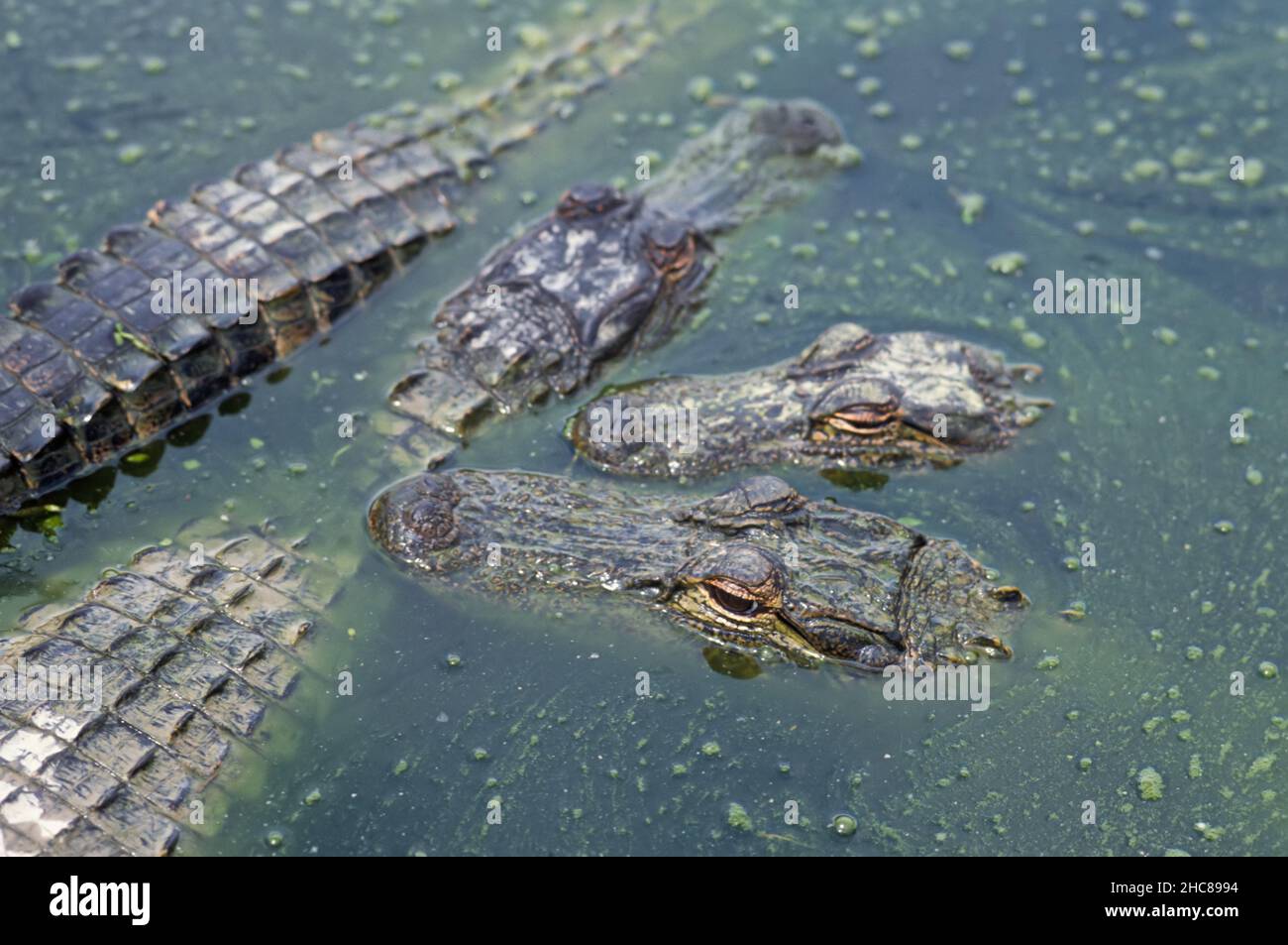 Four American alligators together in water (close-up) in the Everglades ...