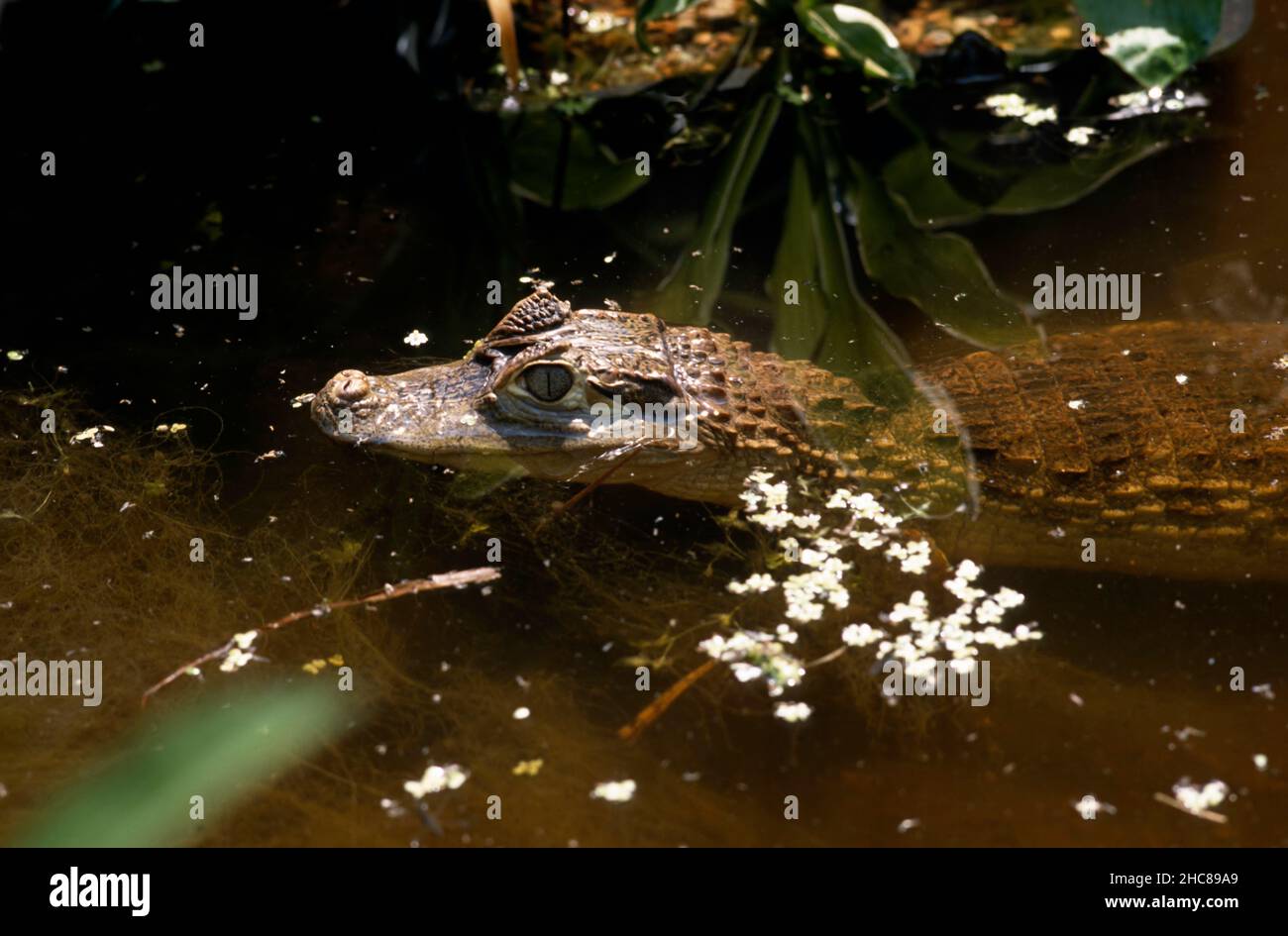 Common caiman (caiman crocodilus) in water Stock Photo - Alamy
