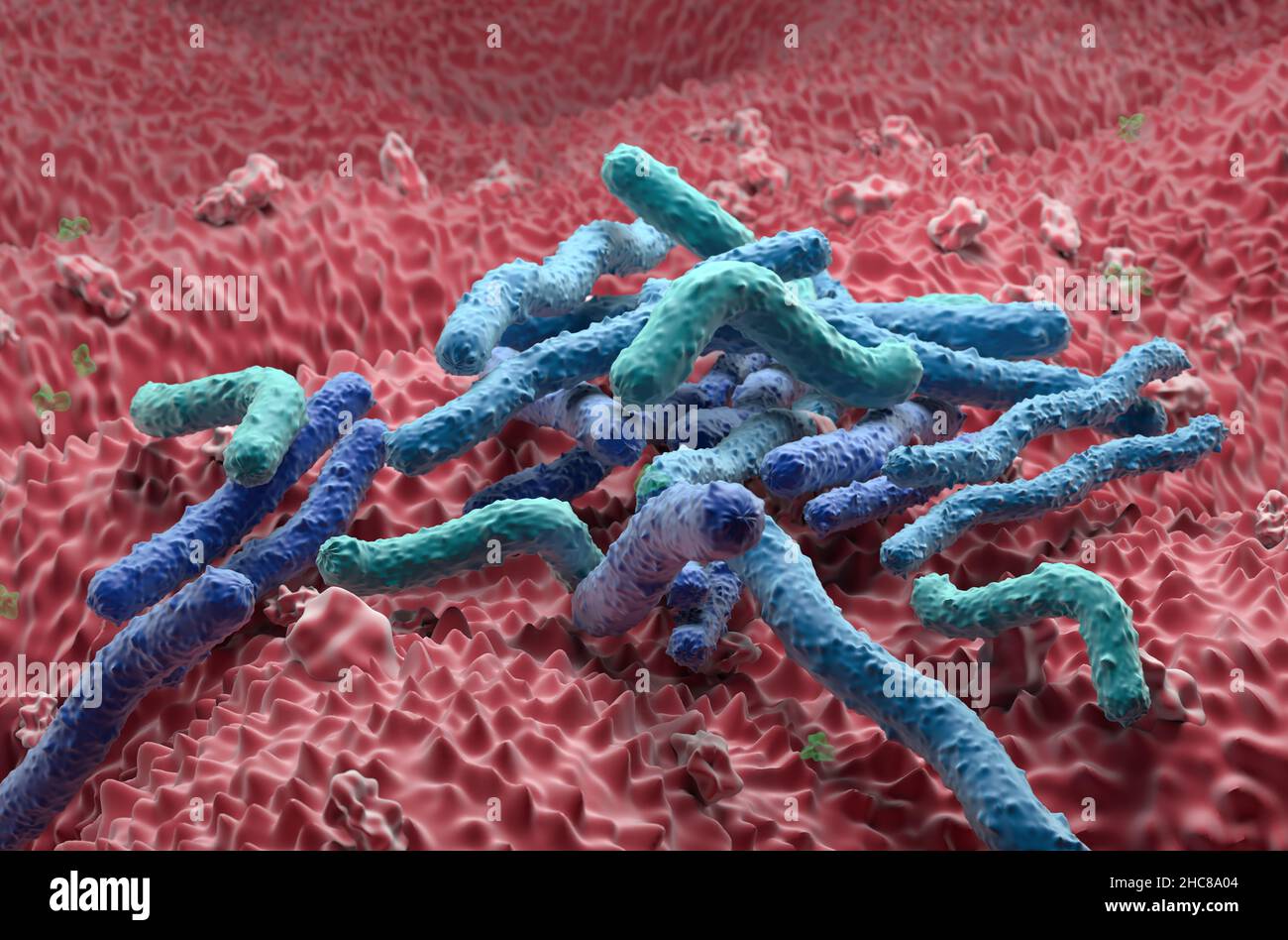 Helicobacter pylori bacteria hi-res stock photography and images - Alamy