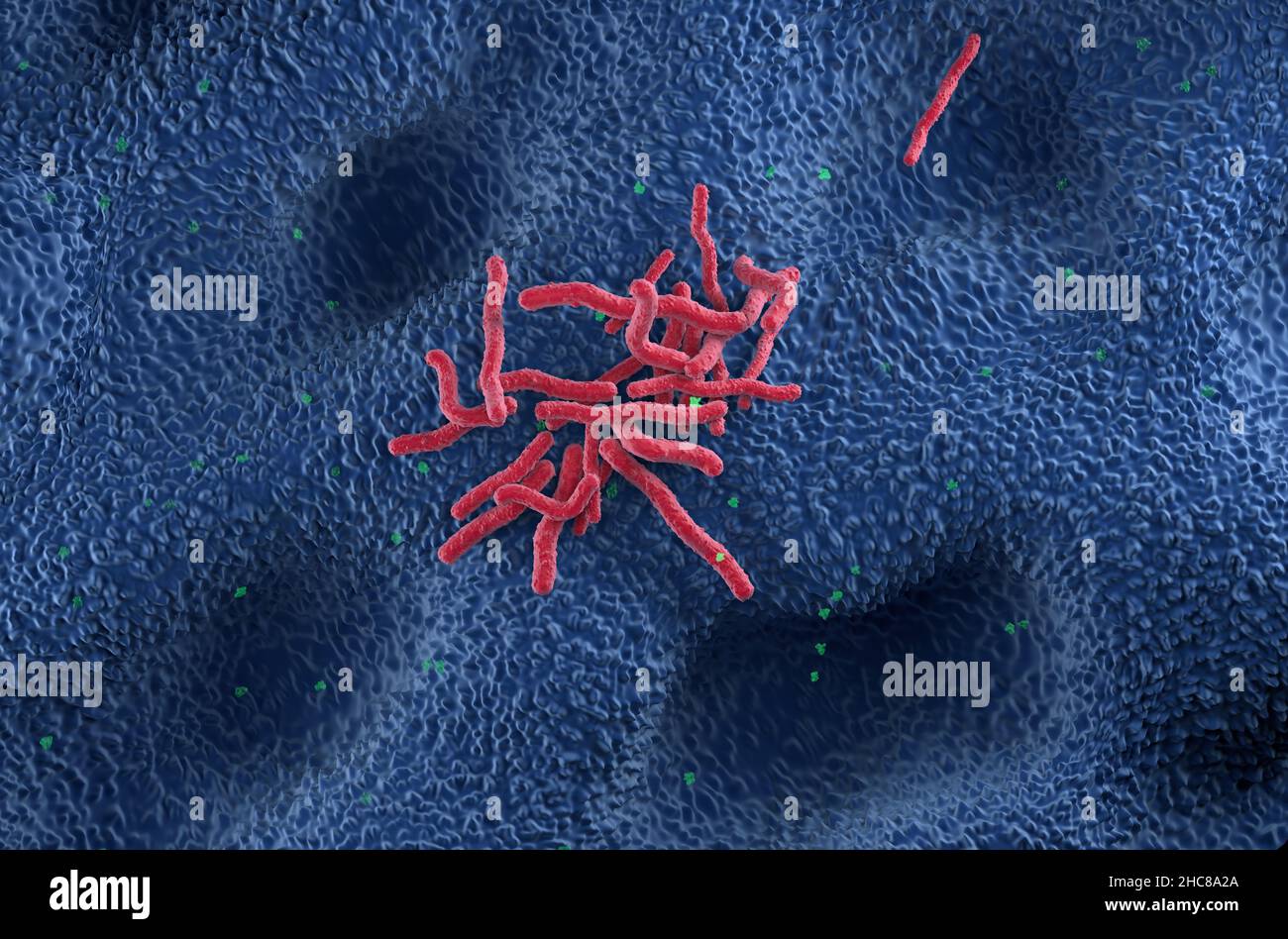 Helicobacter pylori bacteria top hi-res stock photography and images ...