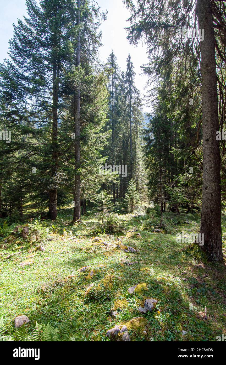 Coniferous vertical hi-res stock photography and images - Alamy