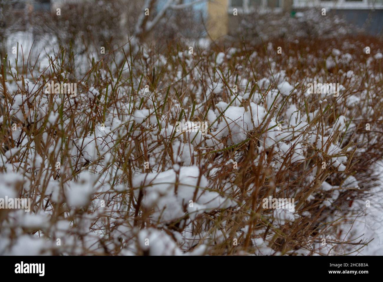 Snow covered bush hi-res stock photography and images - Alamy