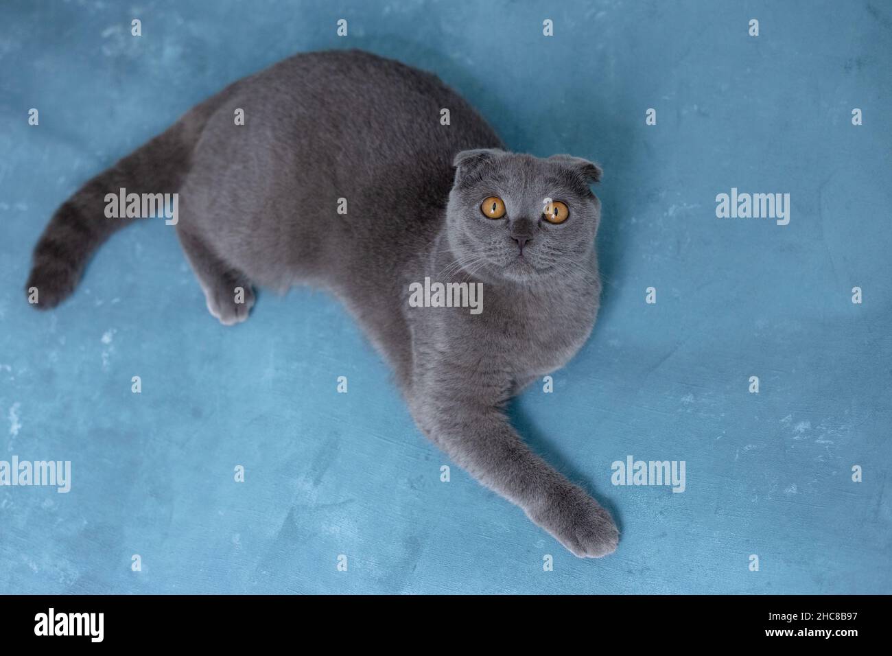 Scottish gray fold cat hi-res stock photography and images - Alamy