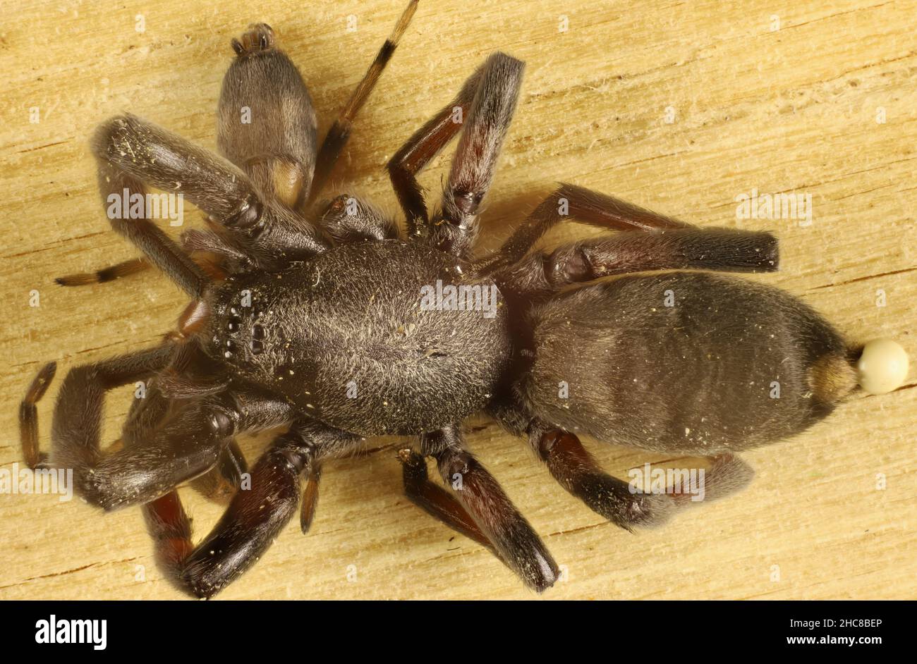Super-macro dorsal view of White-tailed Spider (Lampona) inside house ...