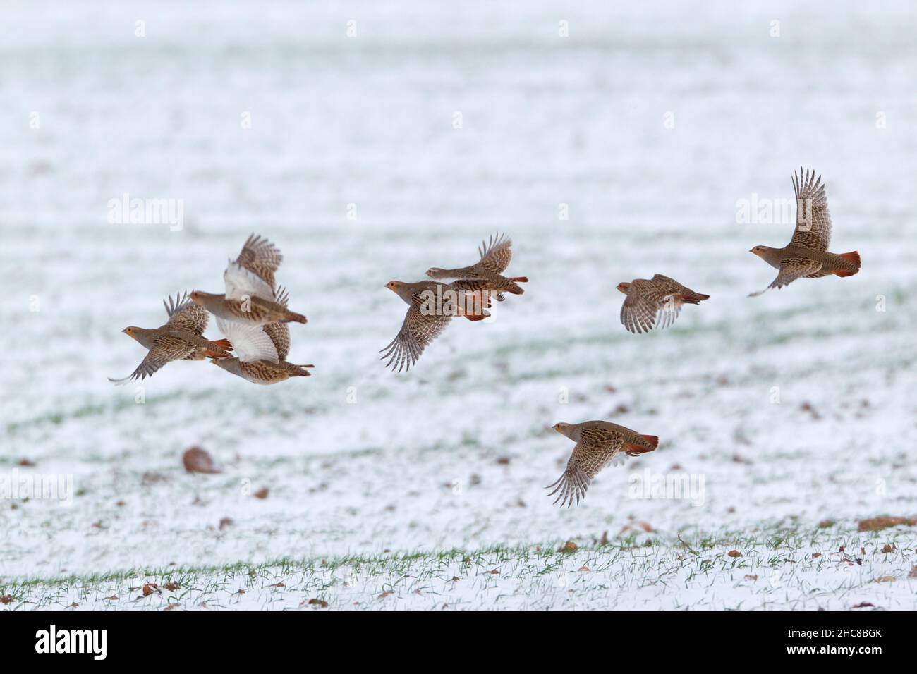 Partridge In Flight