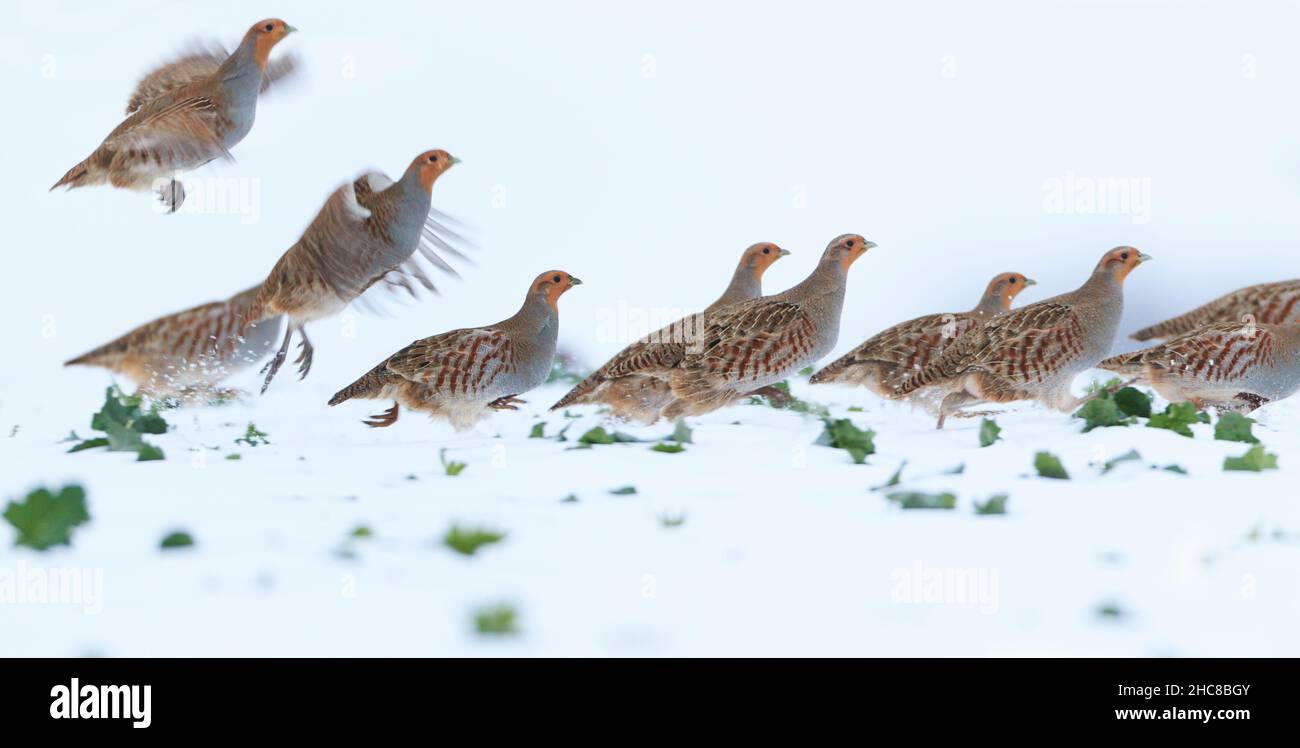 Partridge In Flight