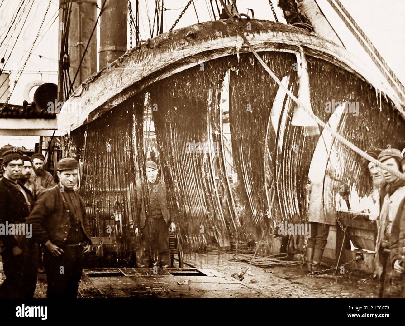 Cutting up a whale carcass on board a whaling ship, Victorian period ...