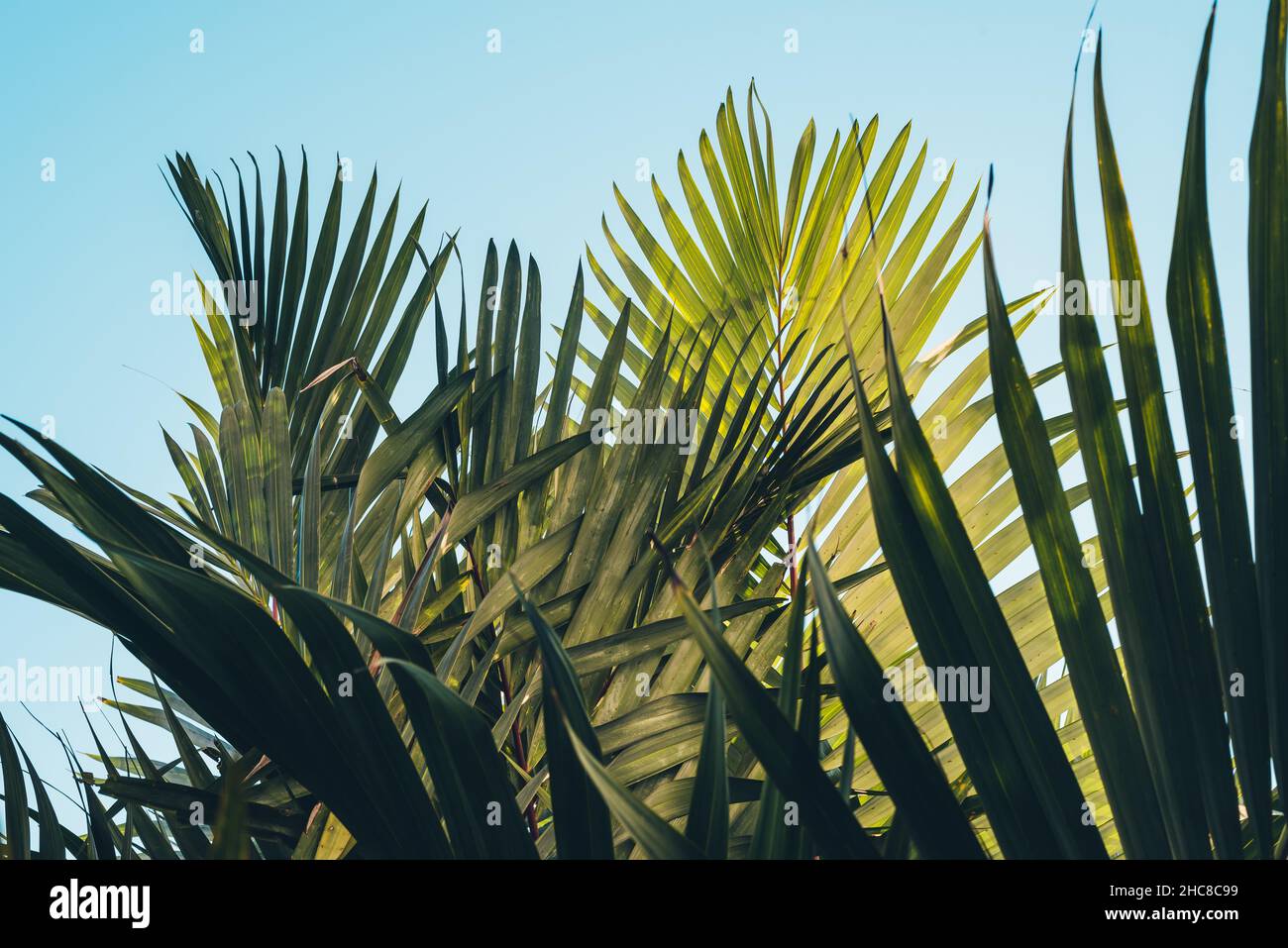 Coconut tree leaves texture hi-res stock photography and images - Alamy